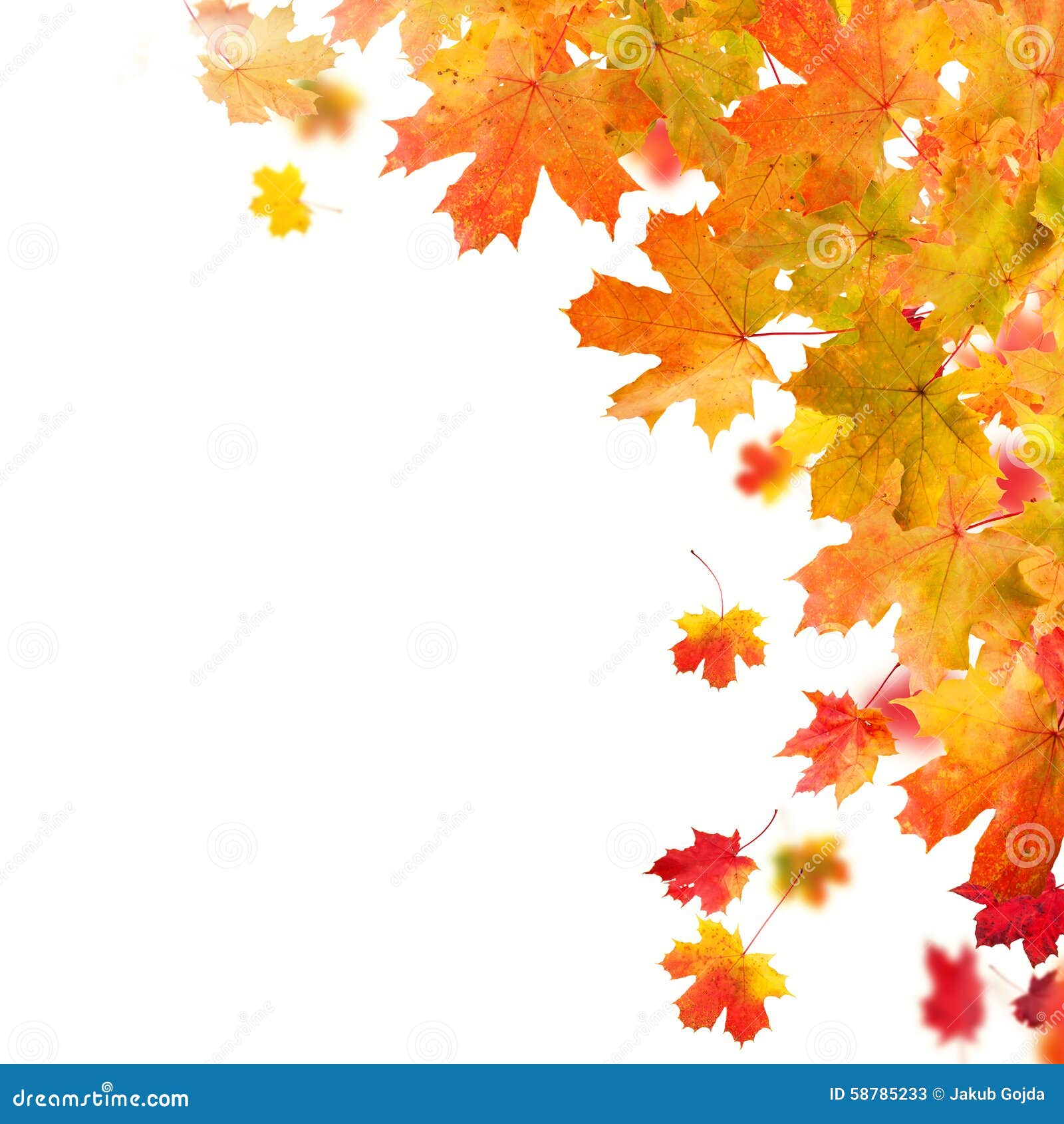 Isolated Autumn Leaves on White Background Stock Image - Image of ...