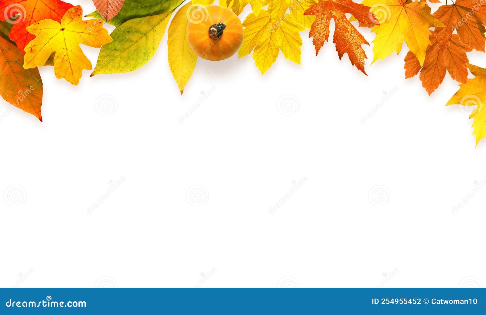 Isolated Autumn Leaves on White Background. Fall Concept. Stock Photo ...