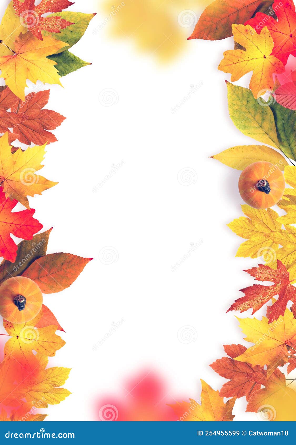 Isolated Autumn Leaves on White Background. Fall Concept. Stock Image ...