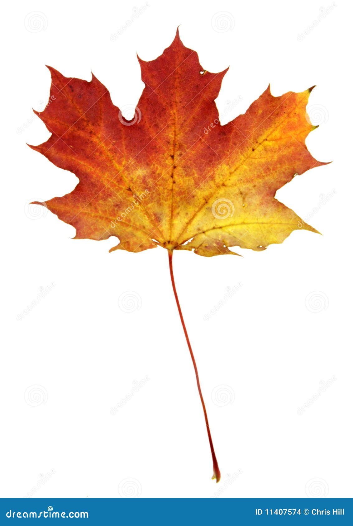 Isolated Autumn Maple Leaf stock photo. Image of nature - 11407574