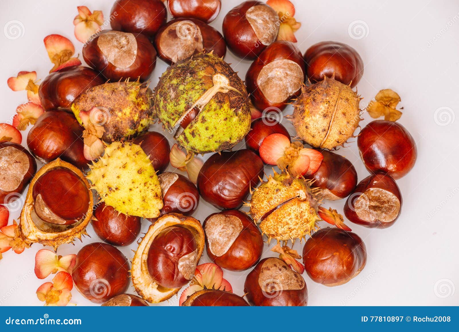 Isolated Autumnal Chestnuts Stock Image - Image of isolated, fruit ...
