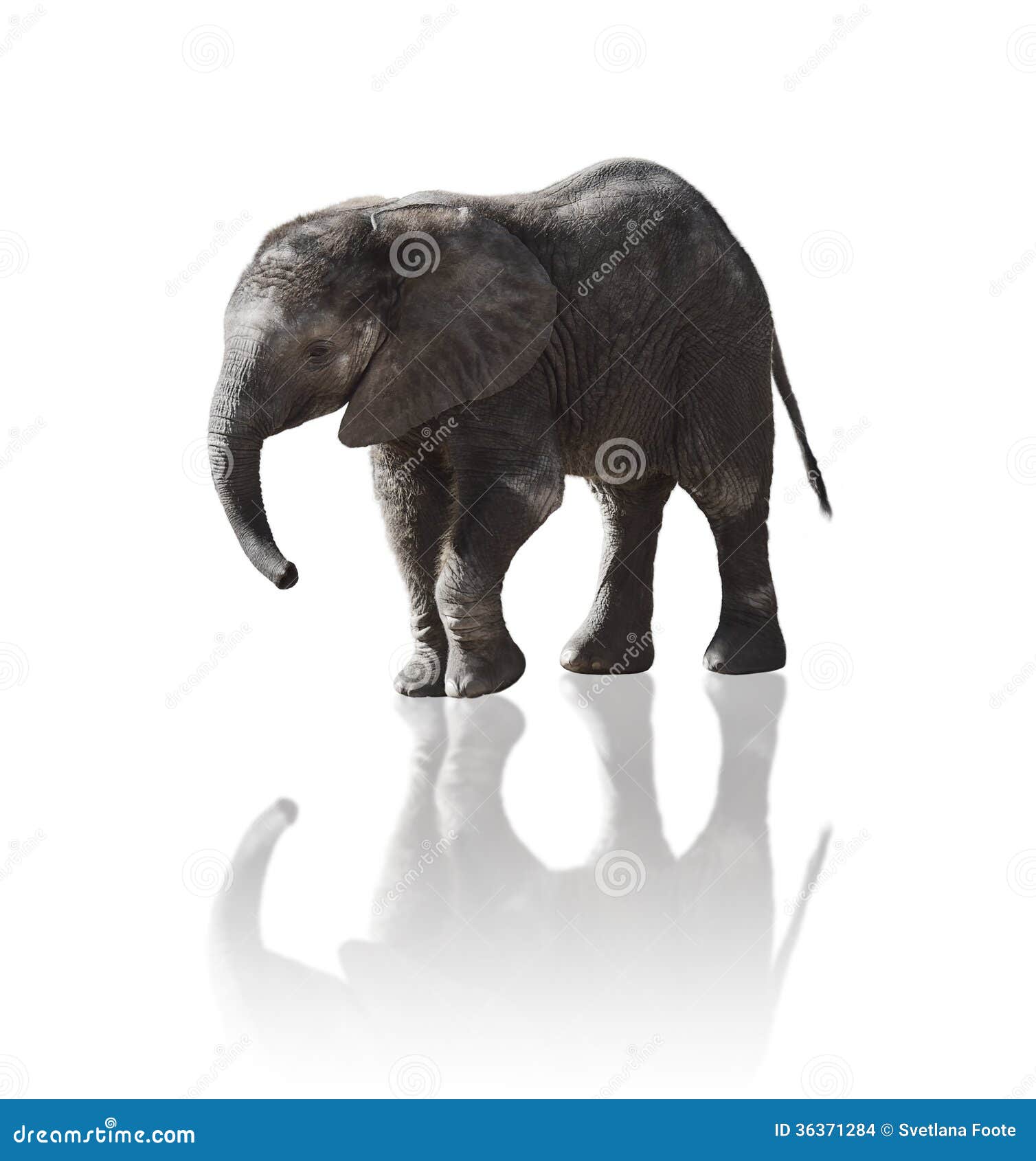 Isolated Baby Elephant stock photo. Image of wildlife - 36371284