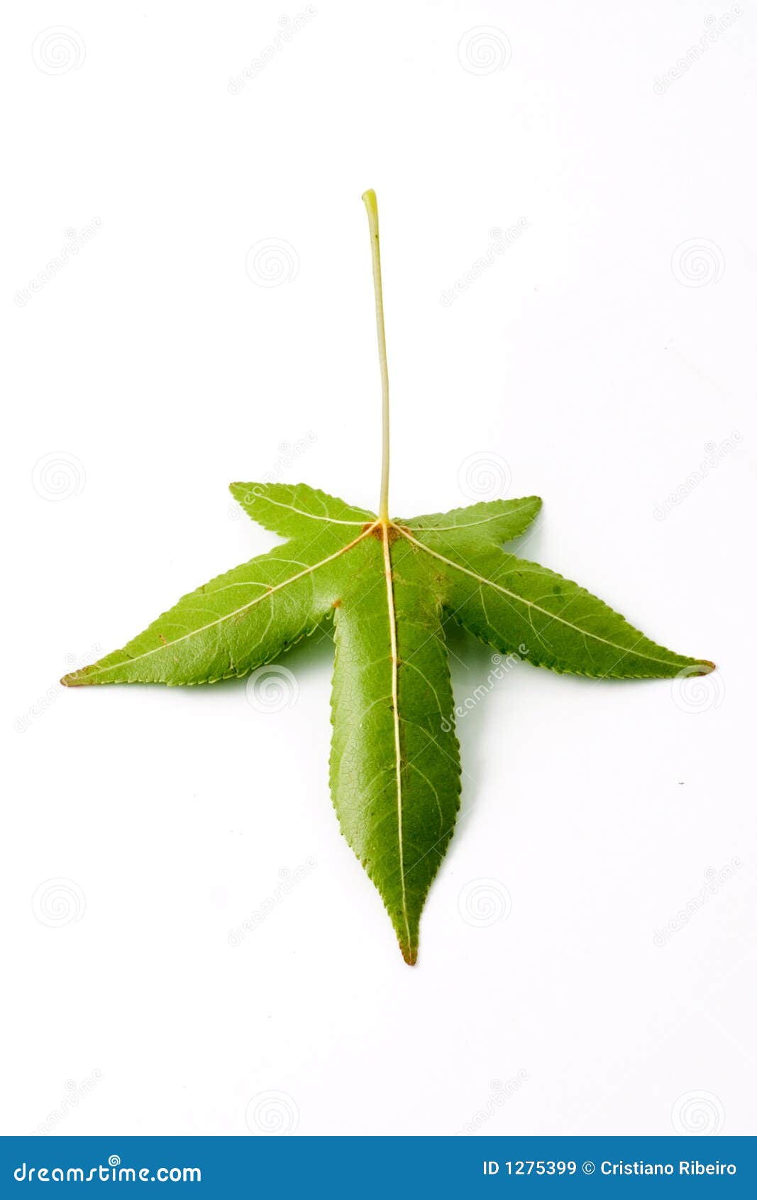 Isolated back leaf stock image. Image of green, life, flower - 1275399