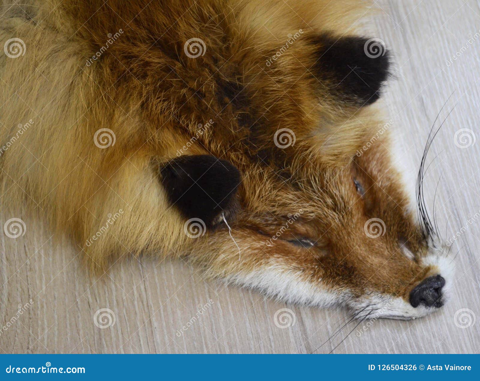 Isolated Background Fox Fur. Stock Photo - Image of lying, material ...