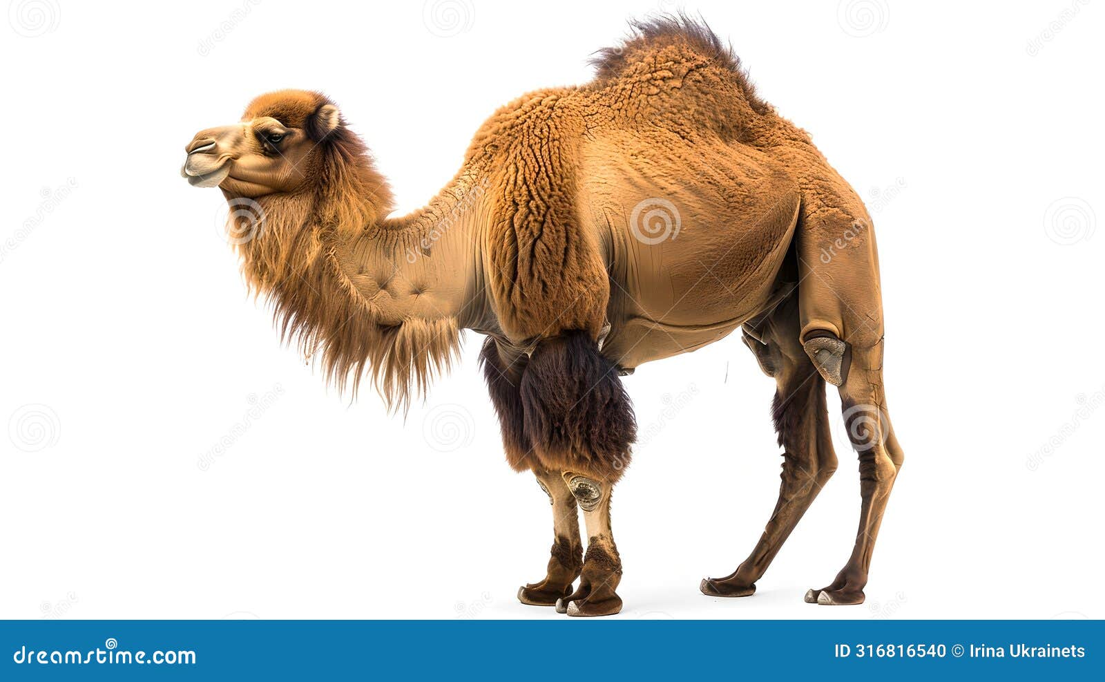 Side View of a Single Bactrian Camel on a White Background. Perfect for ...