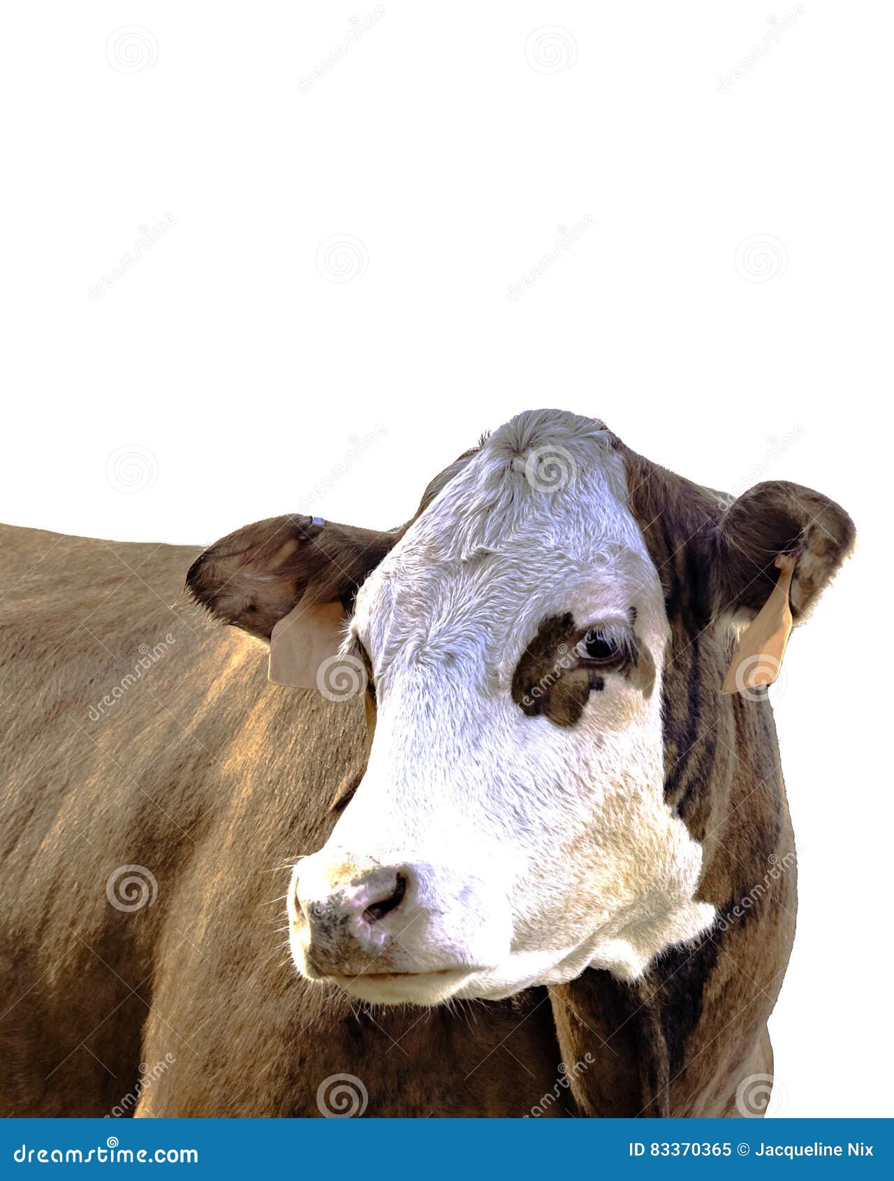 Isolated baldy cow stock image. Image of florida, louisiana - 83370365