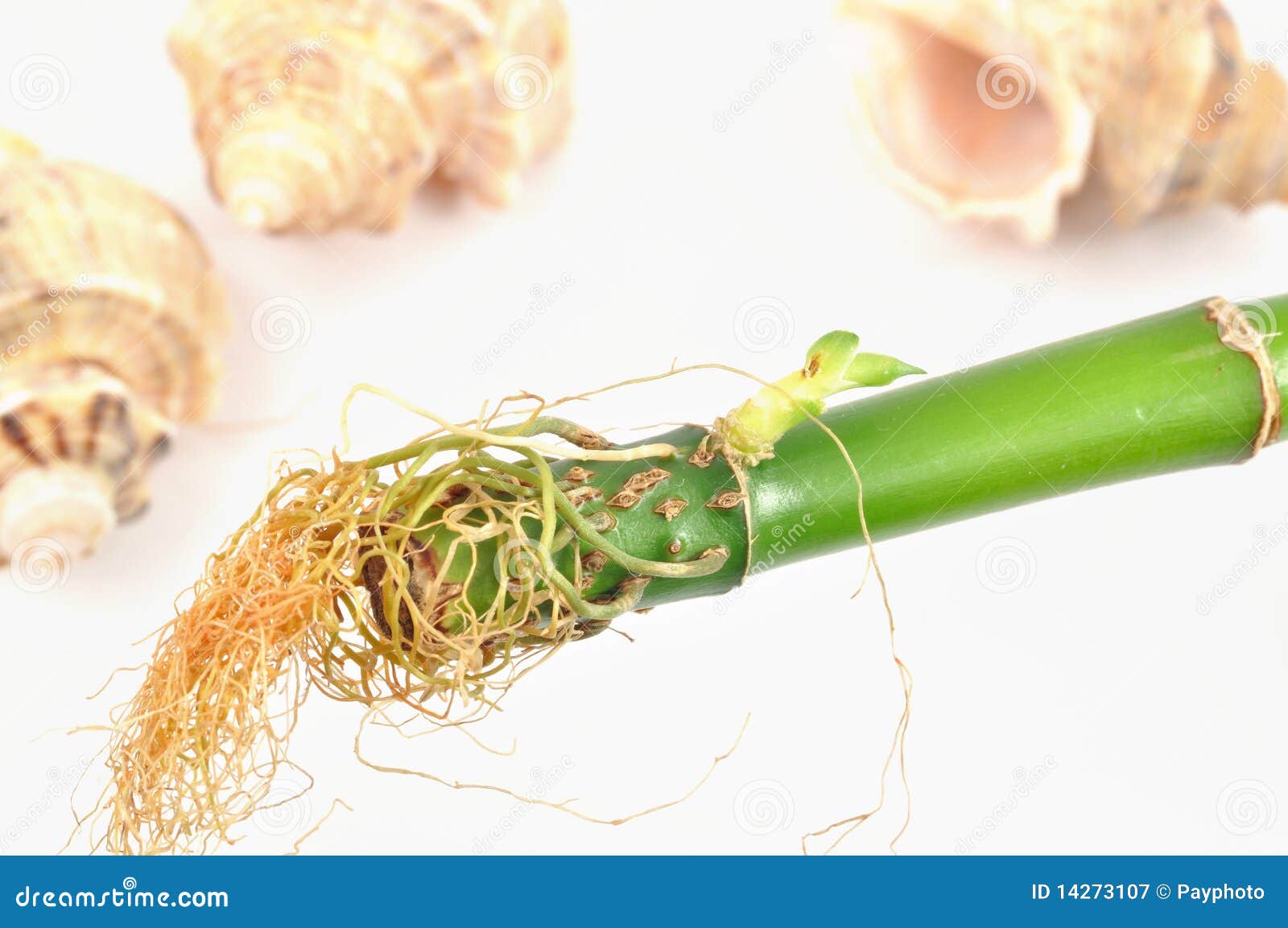 Isolated bamboo root stock image. Image of macro, leaf - 14273107