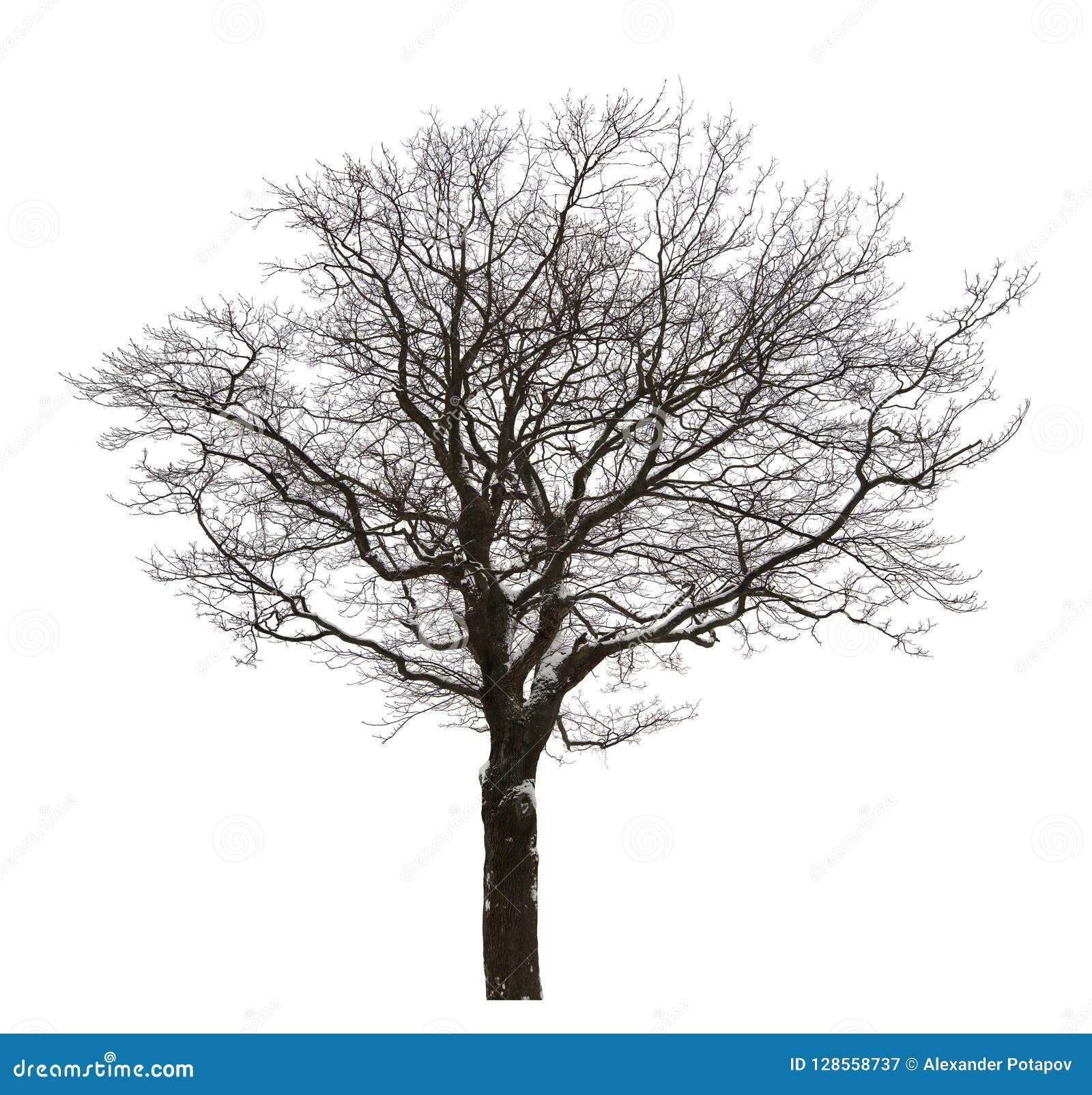 Isolated Bare Oak in Light Snow Stock Image - Image of isolated, winter ...