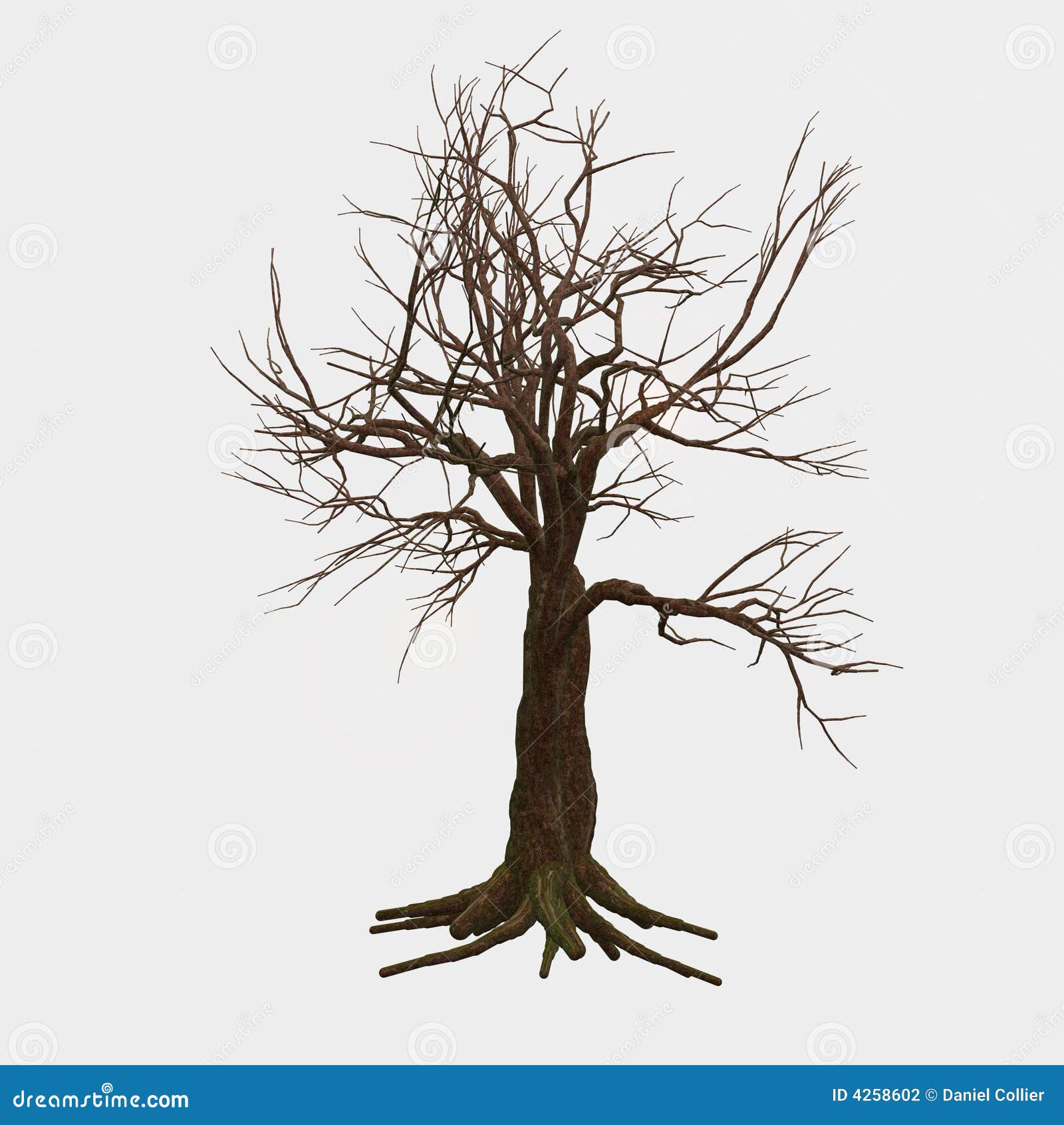 Isolated Bare Tree stock illustration. Illustration of branch - 4258602