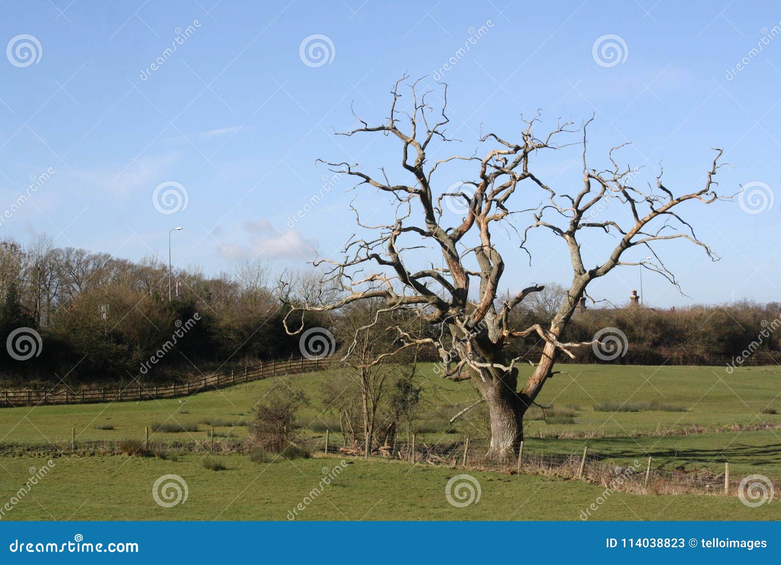 An Isolated Dead Tree in a Field Stock Image - Image of outline ...