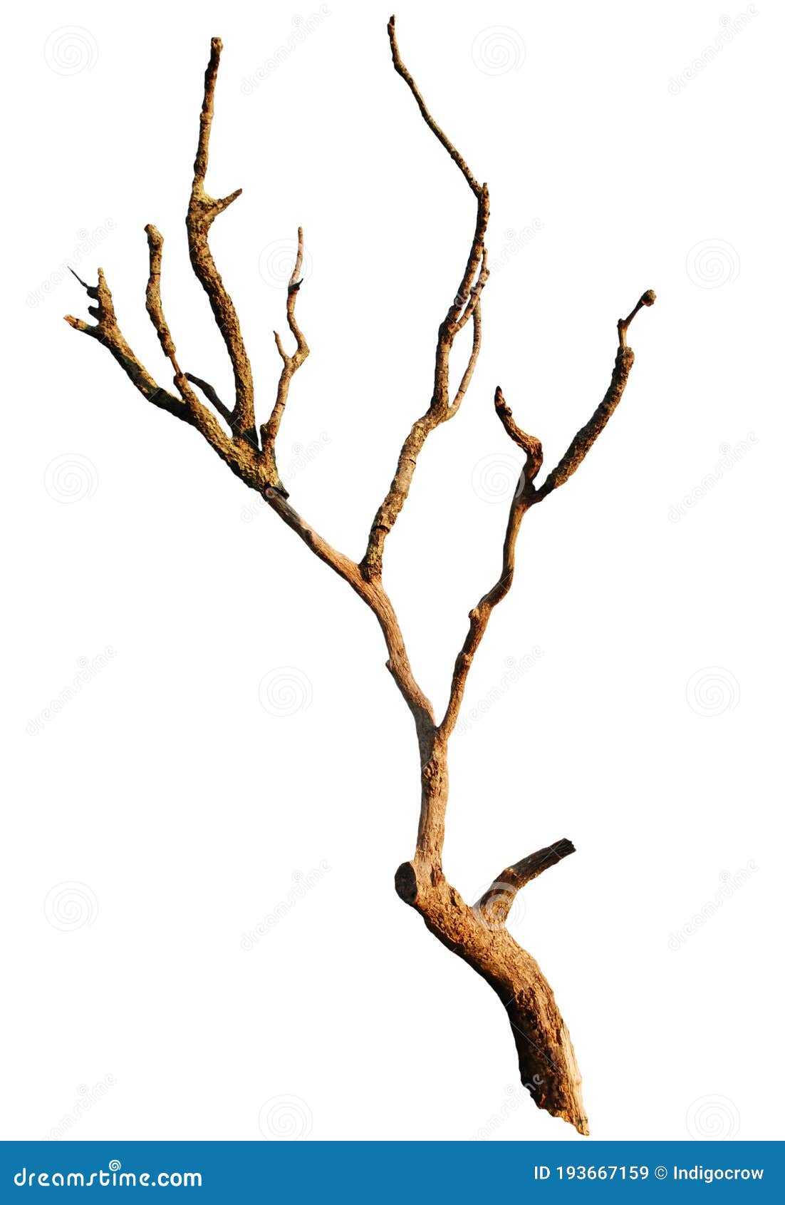 Isolated Bare Tree stock image. Image of tree, isolated - 193667159