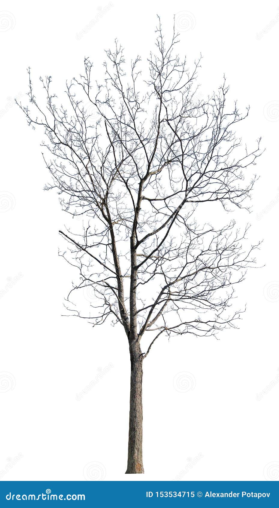 Bare Maple Tree Silhouette