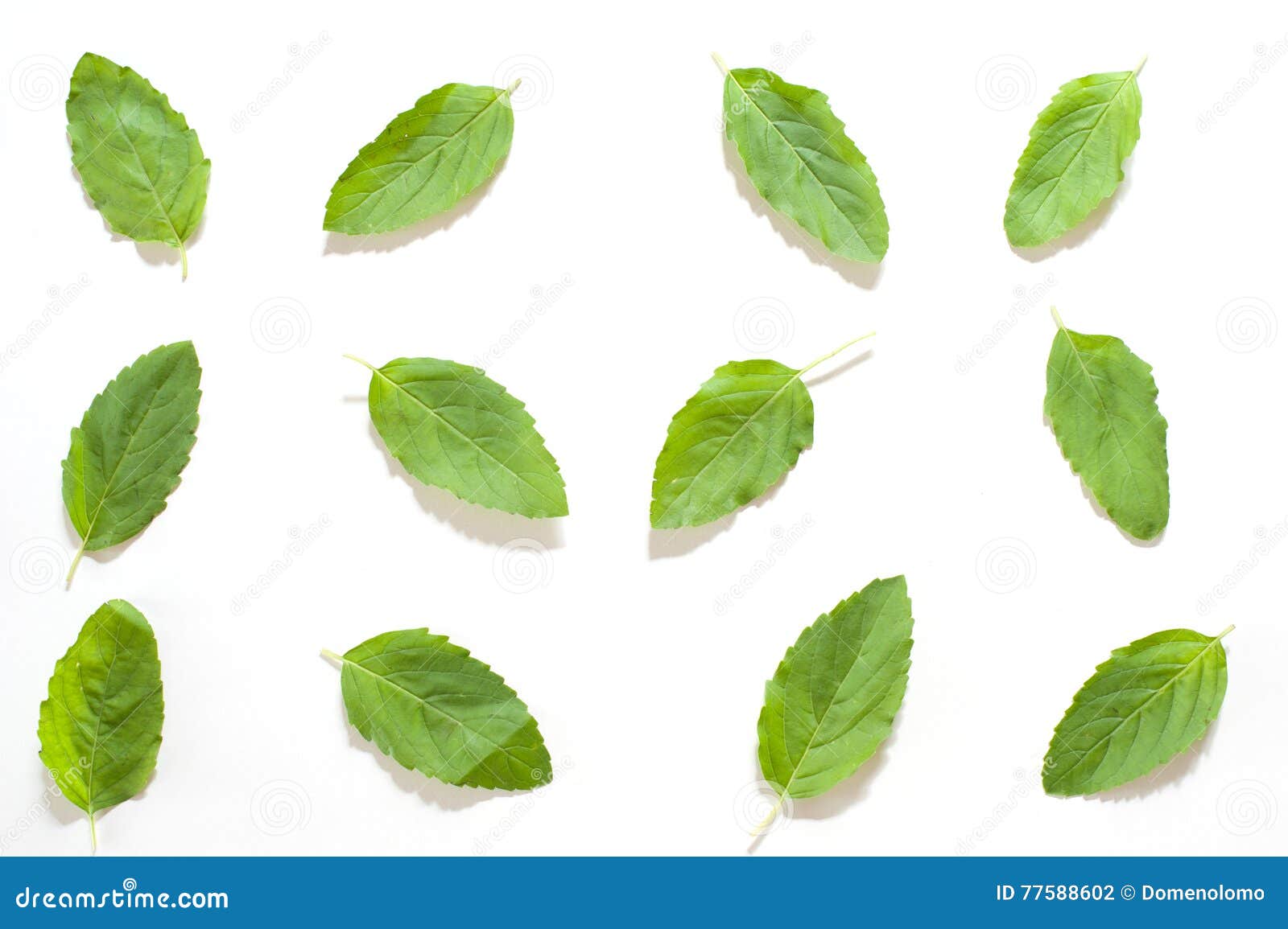 Isolated Basil Leaf Texture Stock Photo - Image of cooking, flat: 77588602
