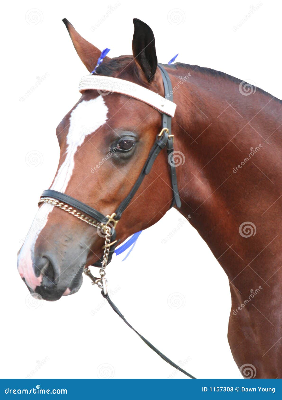 Isolated Bay Horse head stock photo. Image of filly, western - 1157308