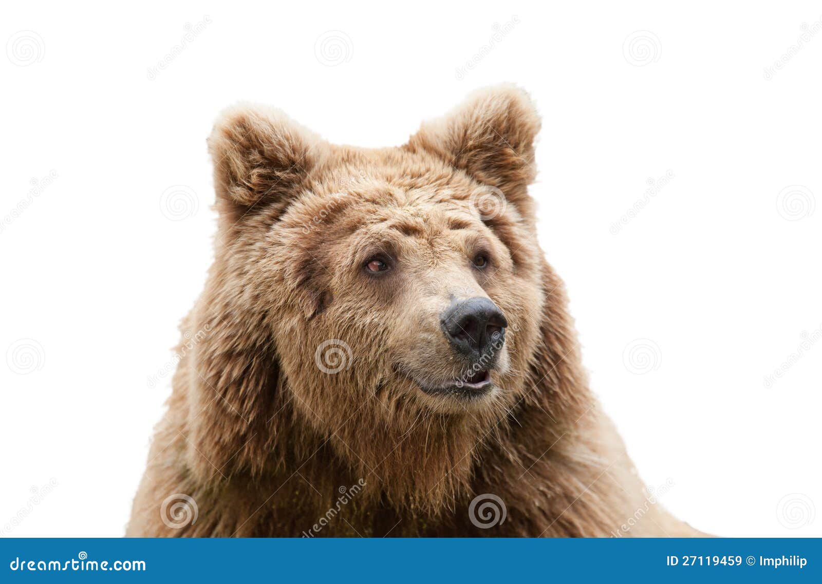 Isolated bear head stock image. Image of grizzly, brown - 27119459