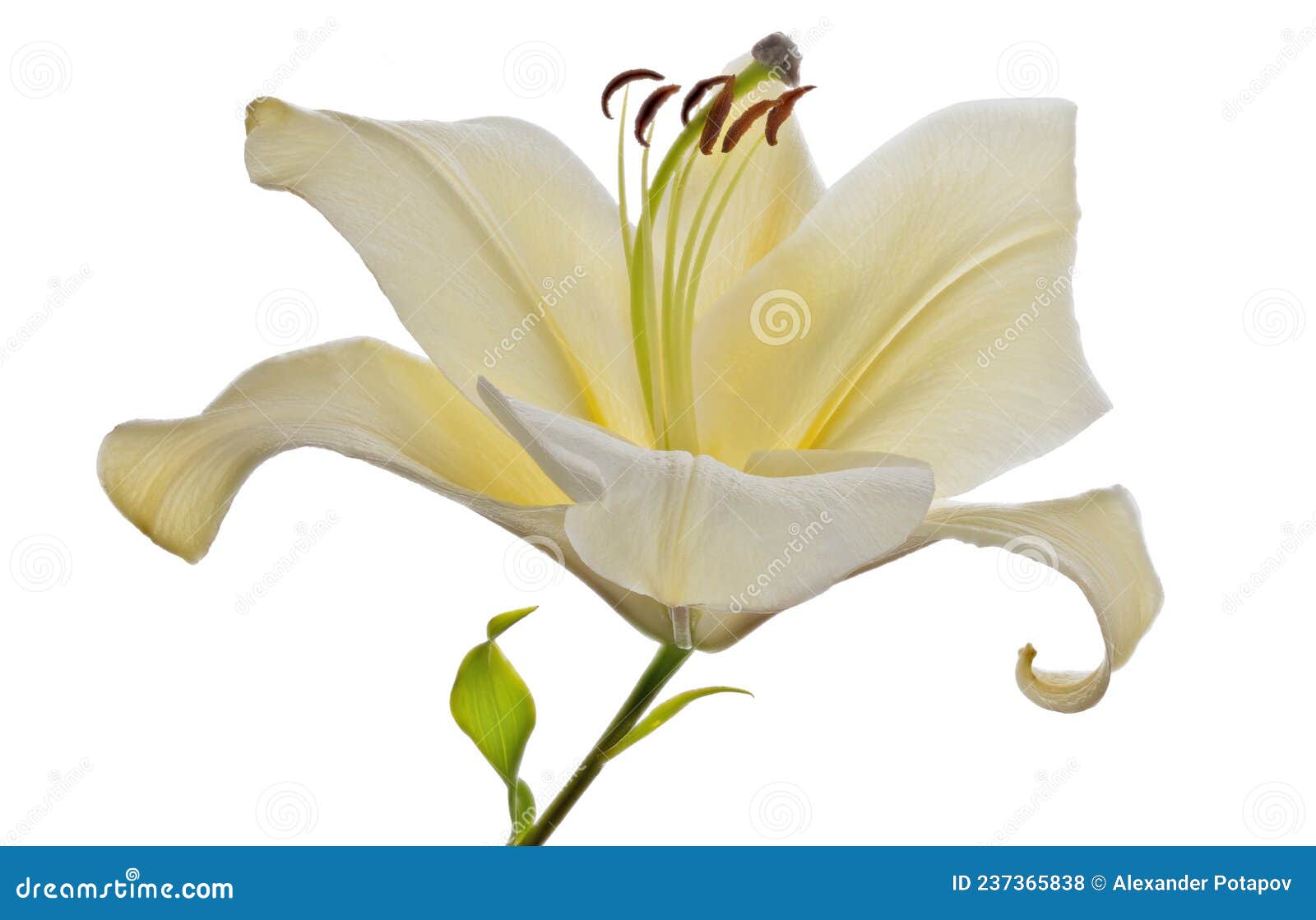 Isolated Beautiful Light Yellow One Lily Bloom Stock Photo - Image of ...