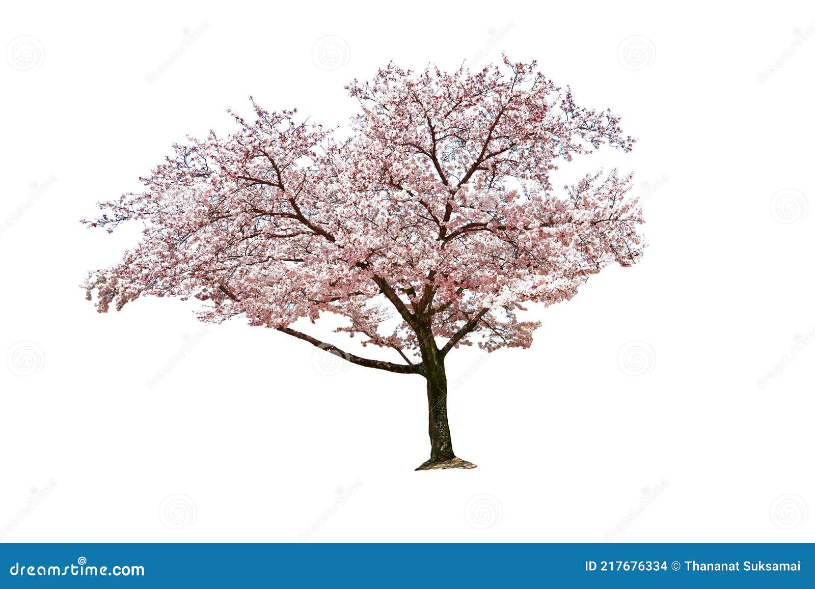 Cherry Blossom Tree White Background