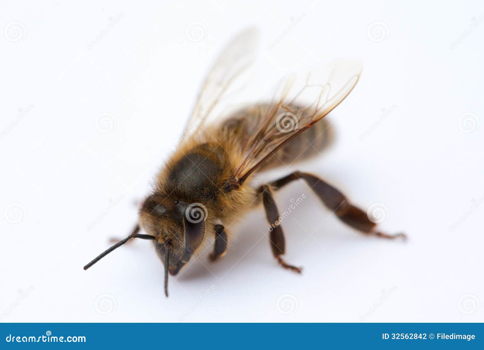 Isolated Bee stock photo. Image of honey, wasp, fluffy - 32562842