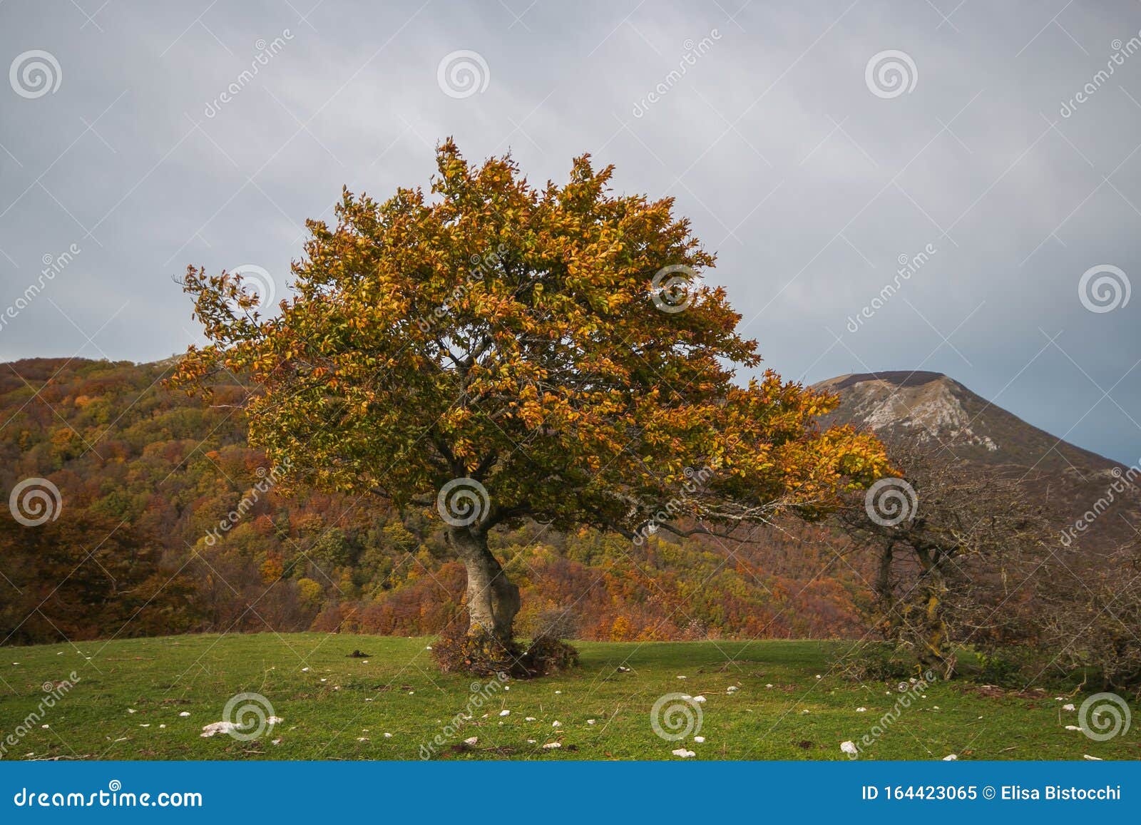 Isolated Beech Tree in the Italian Mountain Stock Image - Image of ...