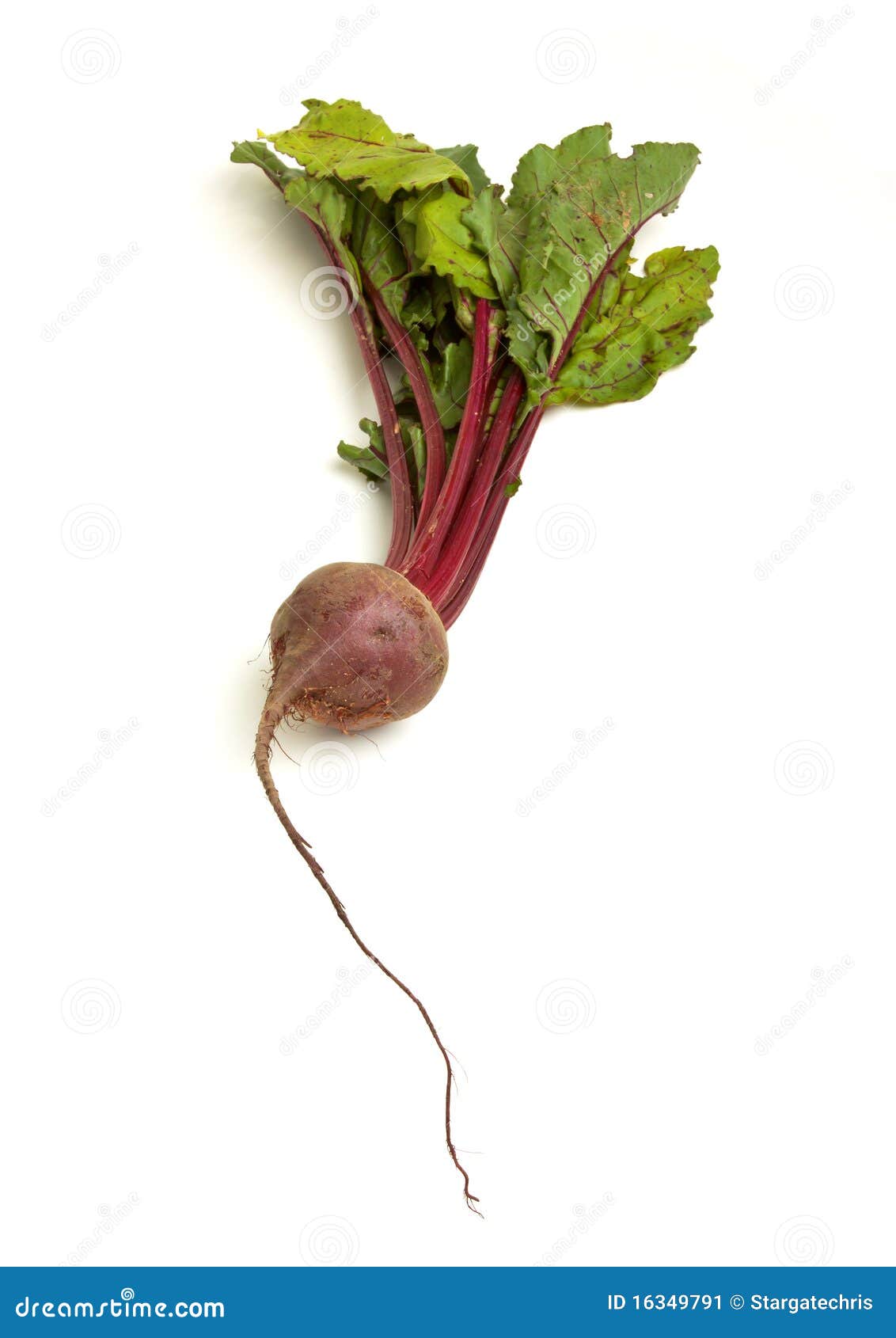 Isolated Beetroot stock image. Image of violet, organic - 16349791