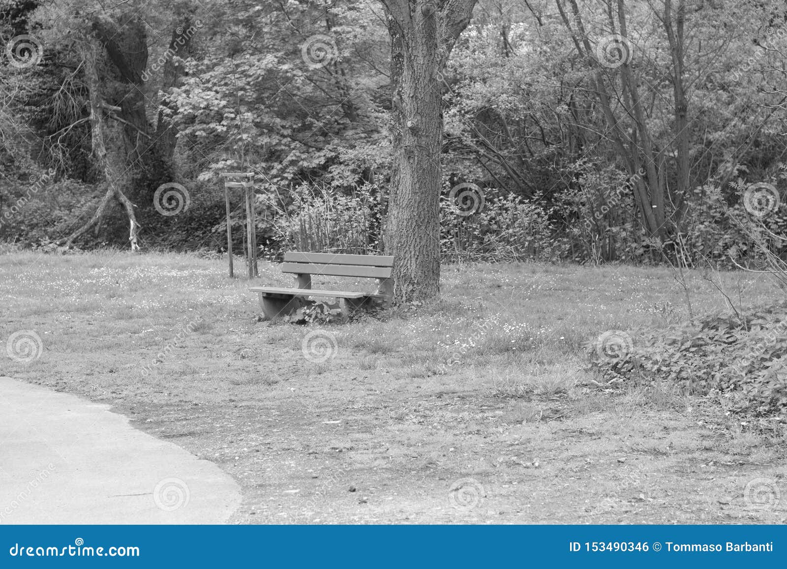 Isolated Bench in the Park Under the Tree Stock Photo - Image of light ...