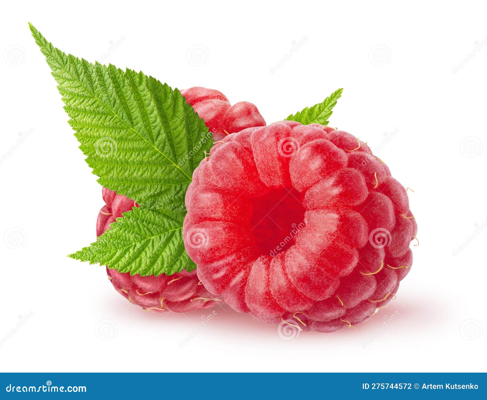 Isolated Berries. Two Fresh Raspberry Fruits with Leaves Isolated on ...