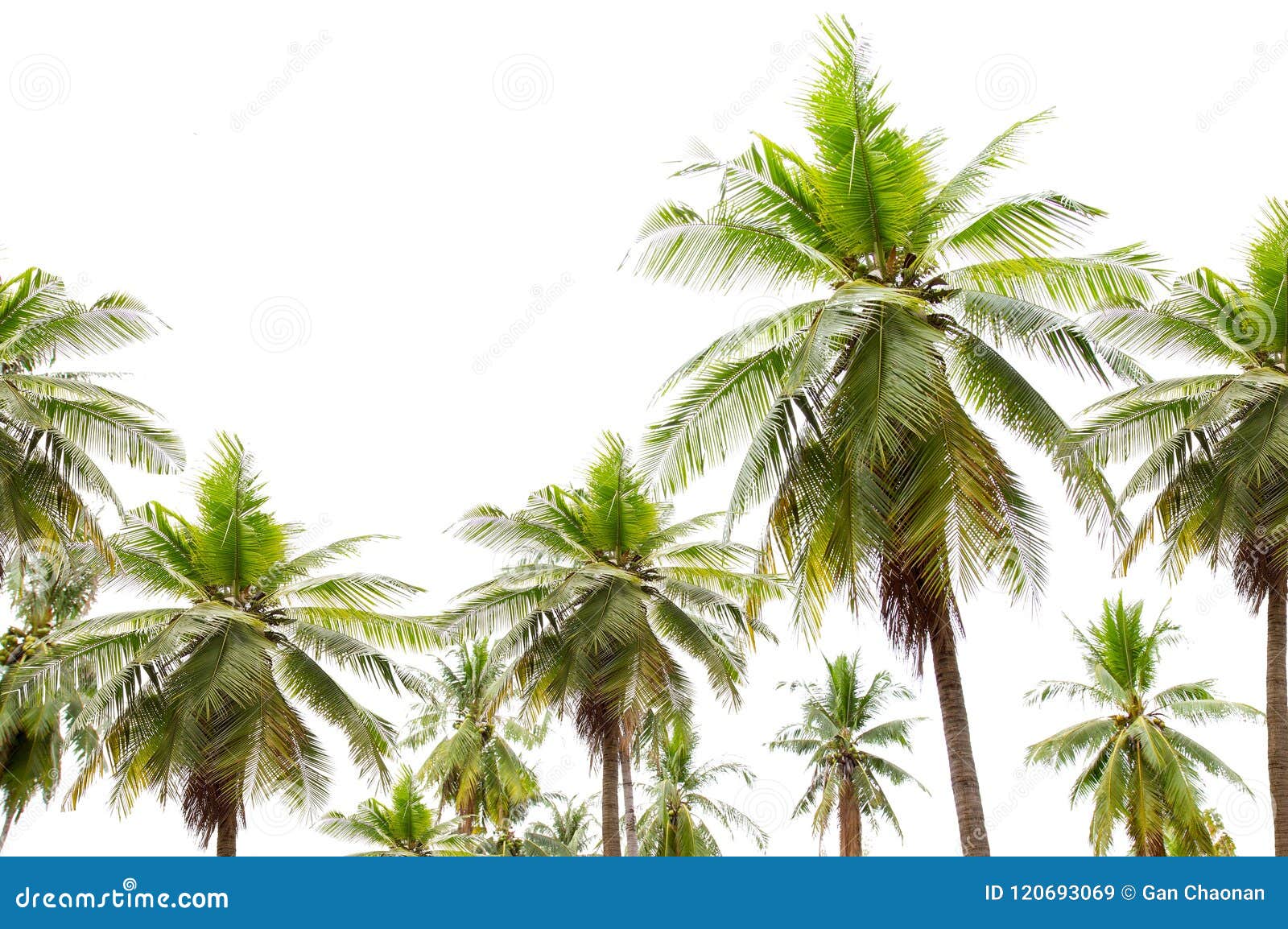 Isolated Big Coconut Tree on White Background. Stock Image - Image of ...