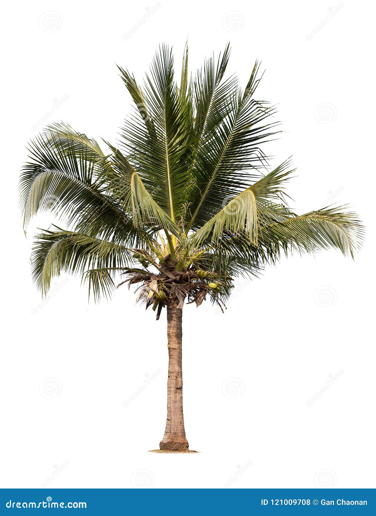 Isolated Big Coconut Tree on White Background Stock Photo - Image of ...
