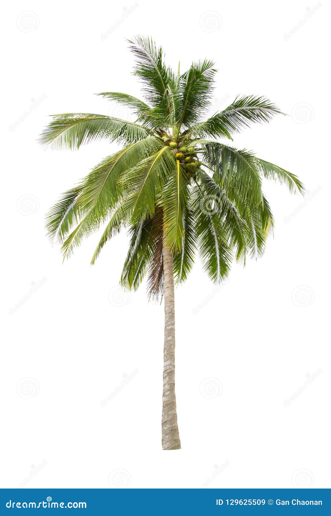 Isolated Big Coconut Tree on White Background Stock Image - Image of ...