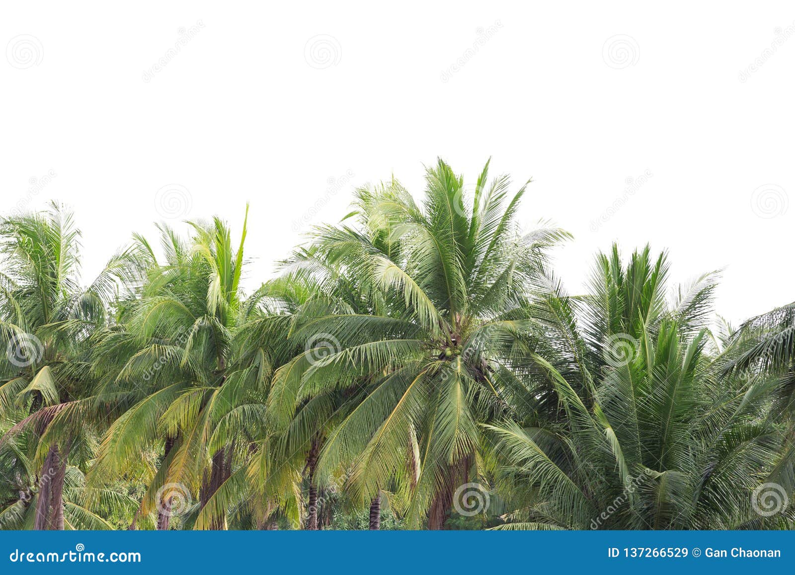 Isolated Big Coconut Tree on White Background Stock Image - Image of ...