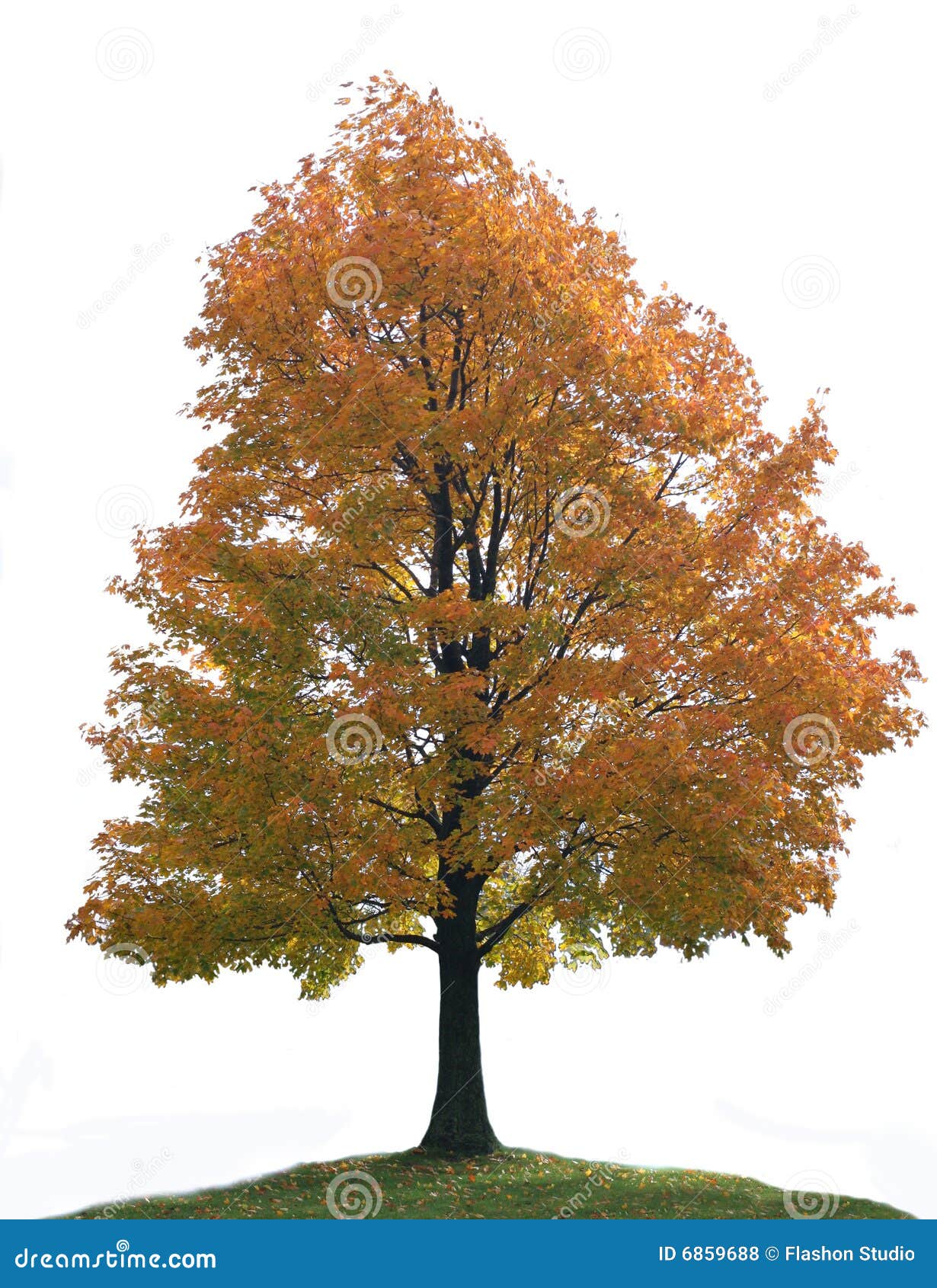Isolated Big Lone Maple Tree Stock Photo - Image of scenery, isolated ...