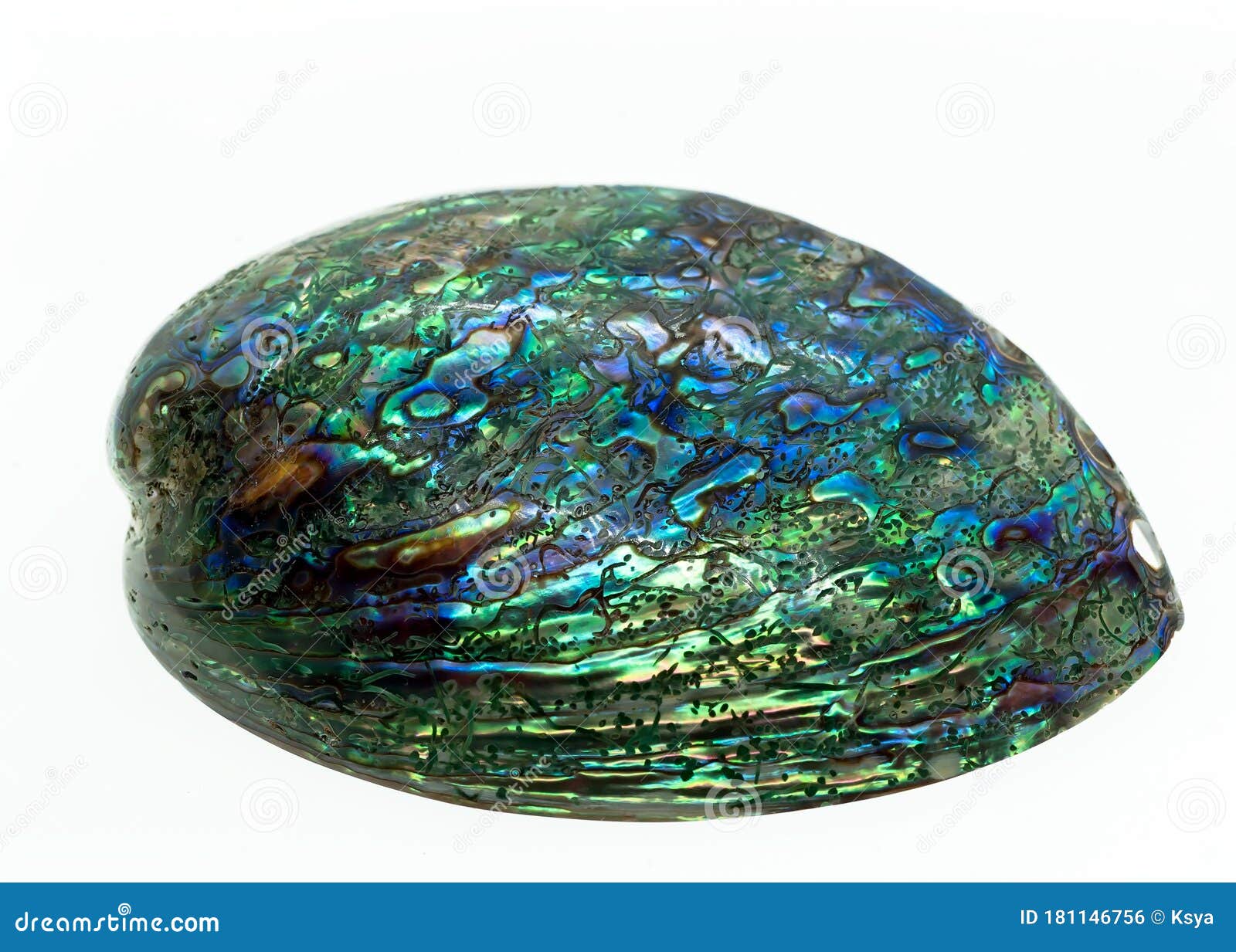 Isolated Big Maori Paua Shell Stock Photo - Image of marine, nacre ...