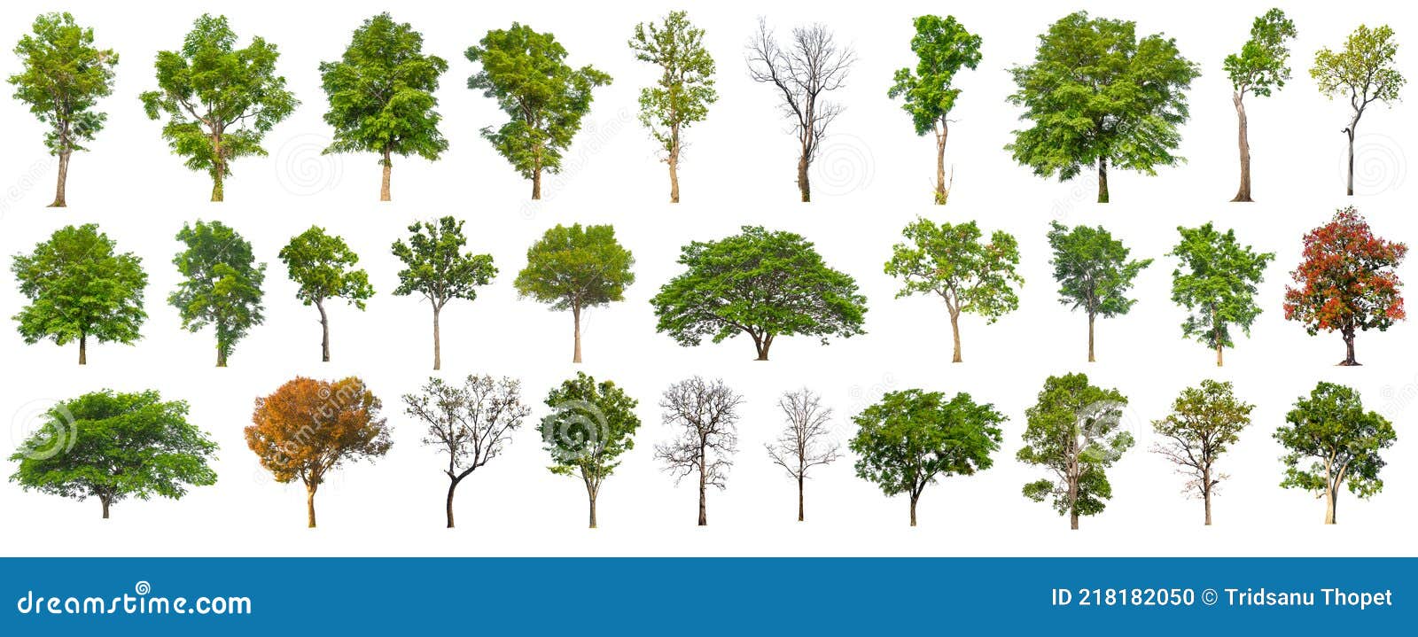Isolated Big Tree Collection Isolated Stock Photo - Image of botany ...