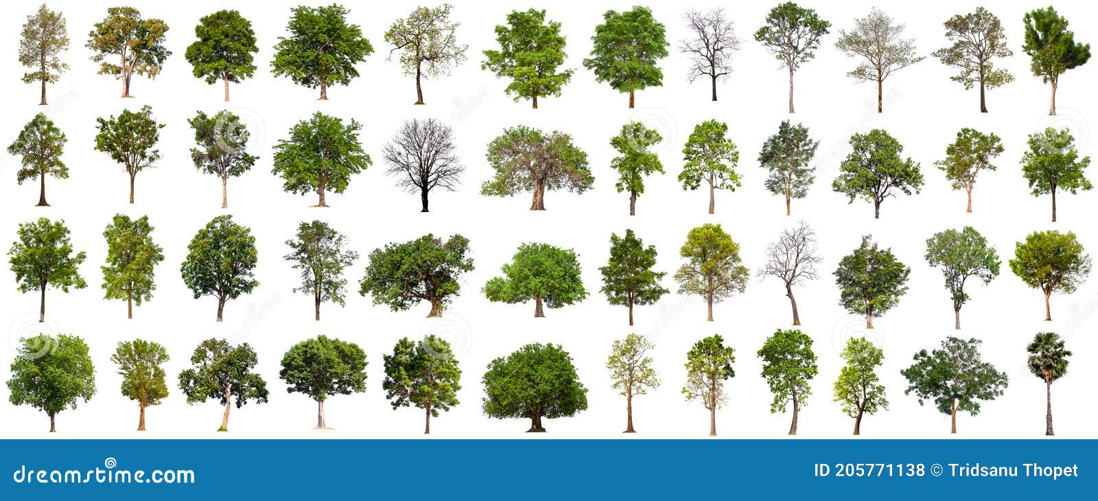 Tree Collection With Oak Quercus, Maple Acer And Ash Fraxinus Excelsior ...