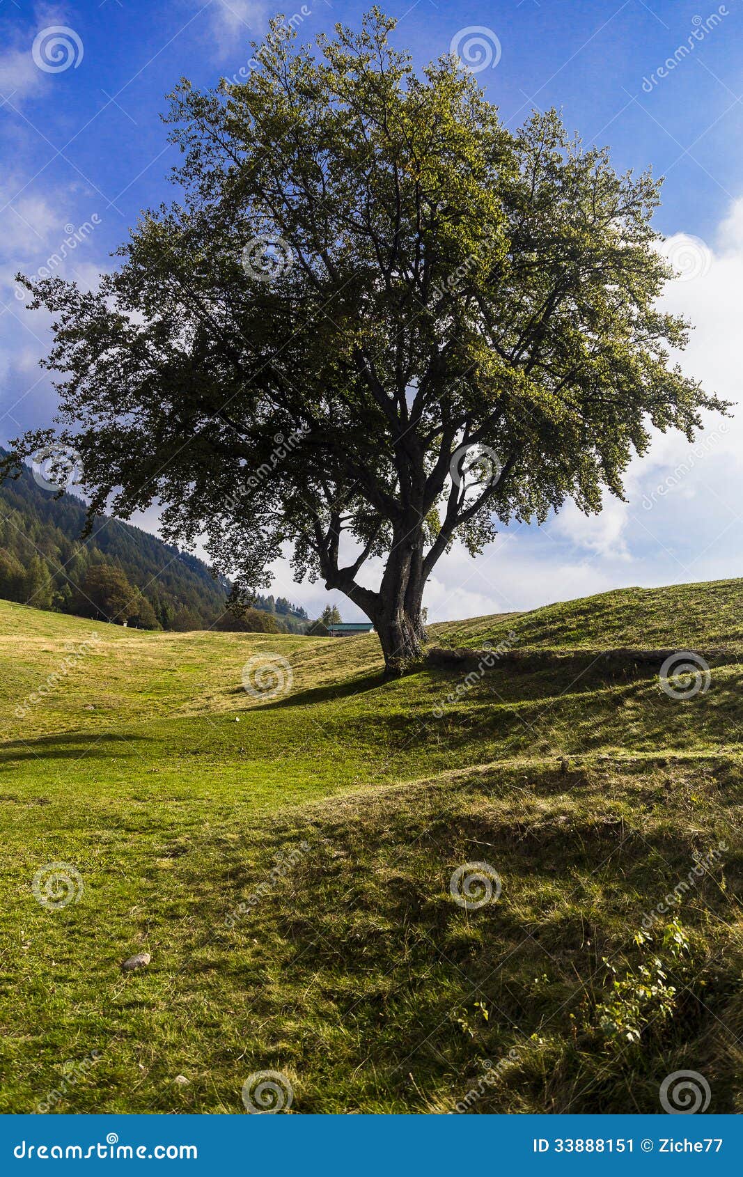 Isolated Big Tree in the Mountains Stock Image - Image of tree, summer ...