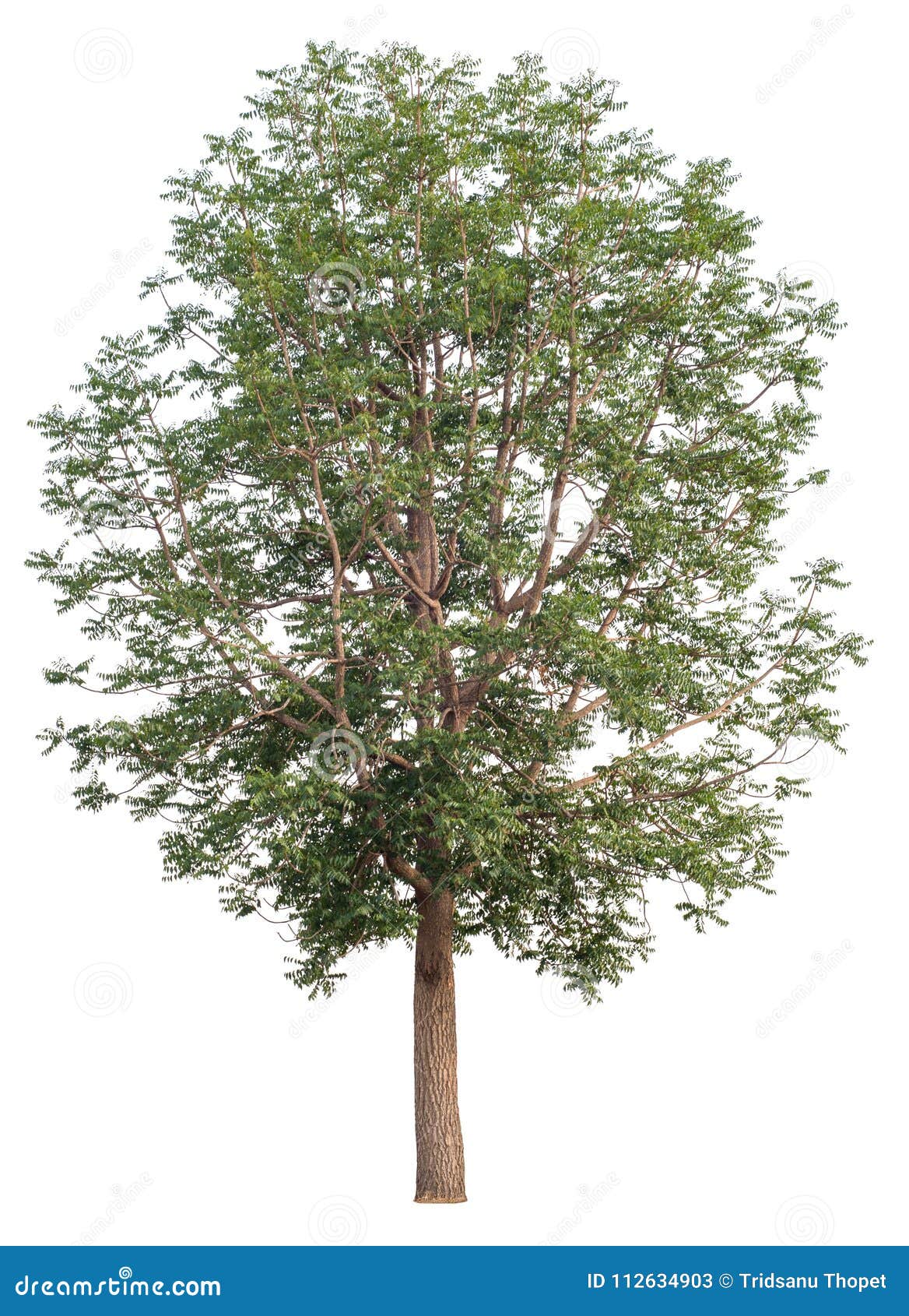 Isolated Big Tree on White Background Stock Image - Image of maple ...