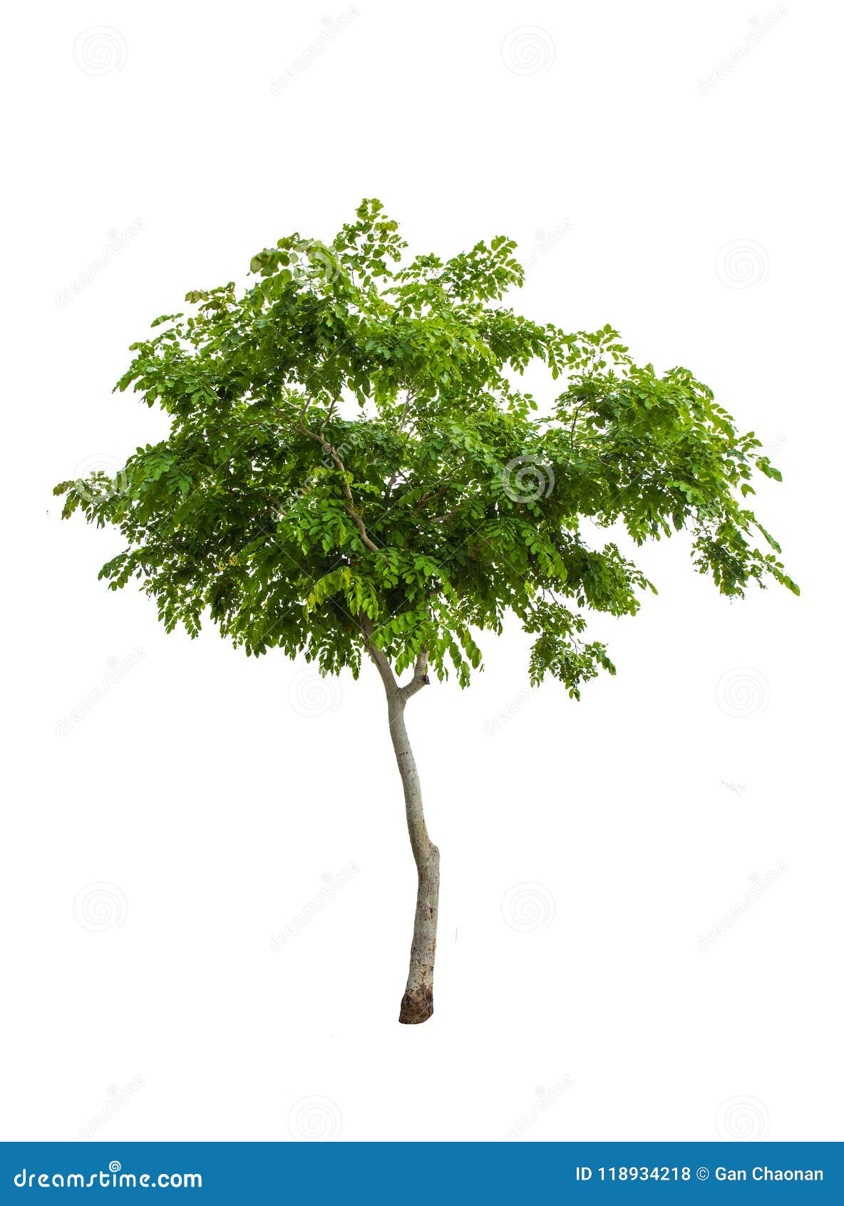Isolated Big Tree on White Background Stock Photo - Image of leafy ...