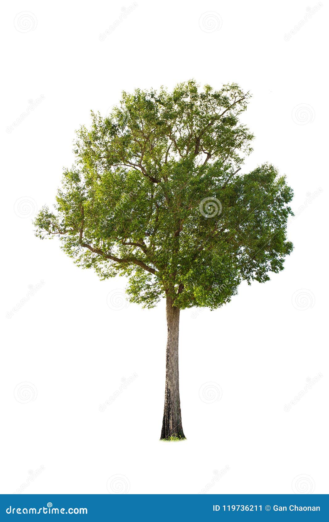 Isolated Big Tree on White Background Stock Image - Image of forest ...
