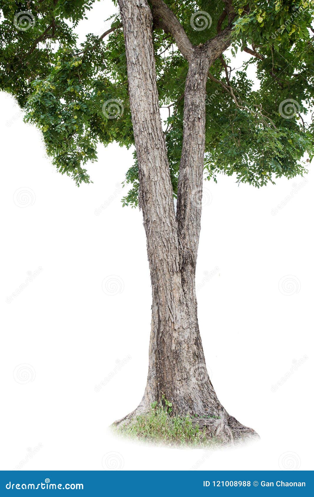Isolated Big Tree on White Background. Stock Photo - Image of garden ...