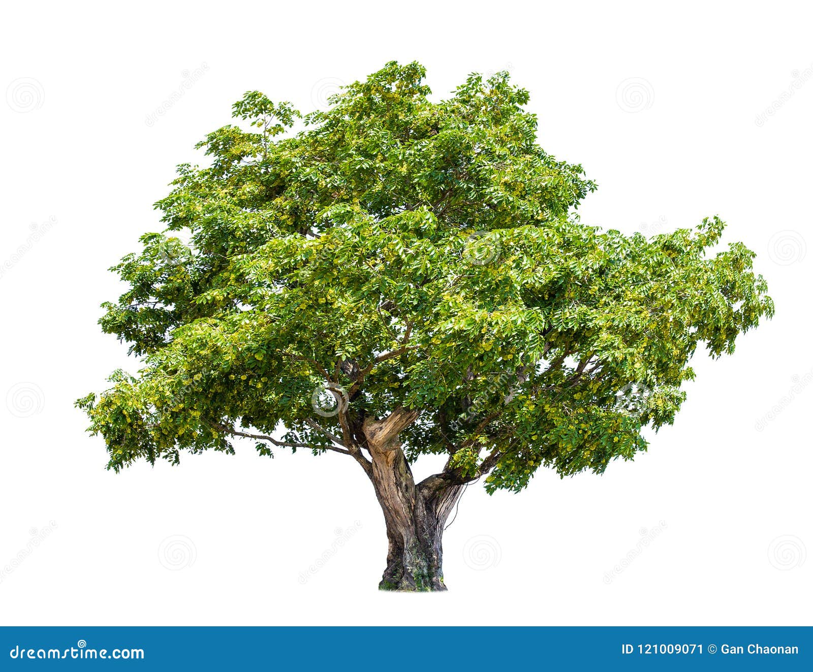 Isolated Big Tree on White Background. Stock Image - Image of field ...