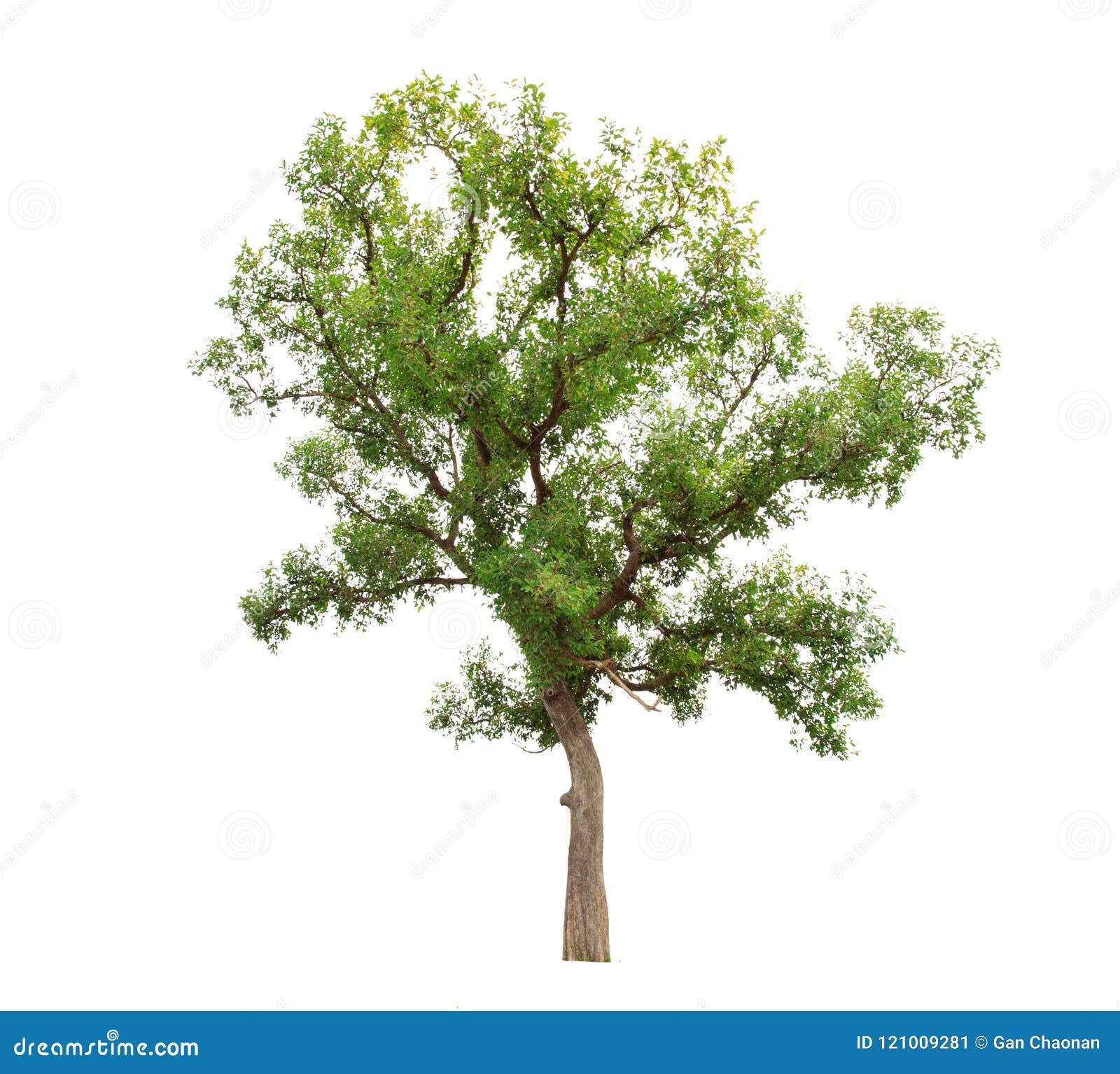 Isolated Big Tree on White Background. Stock Image - Image of life ...