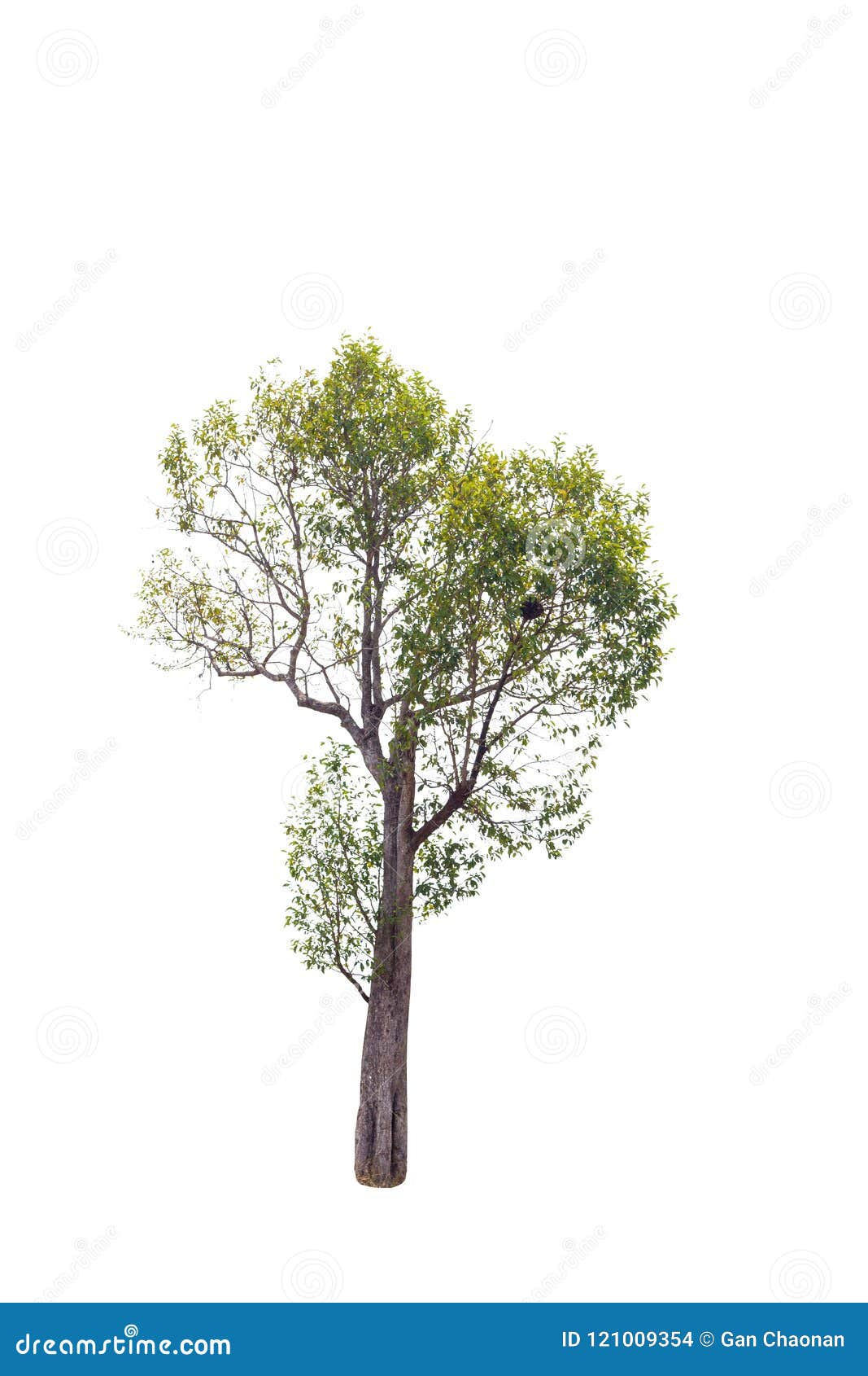 Isolated Big Tree on White Background. Stock Photo - Image of maple ...