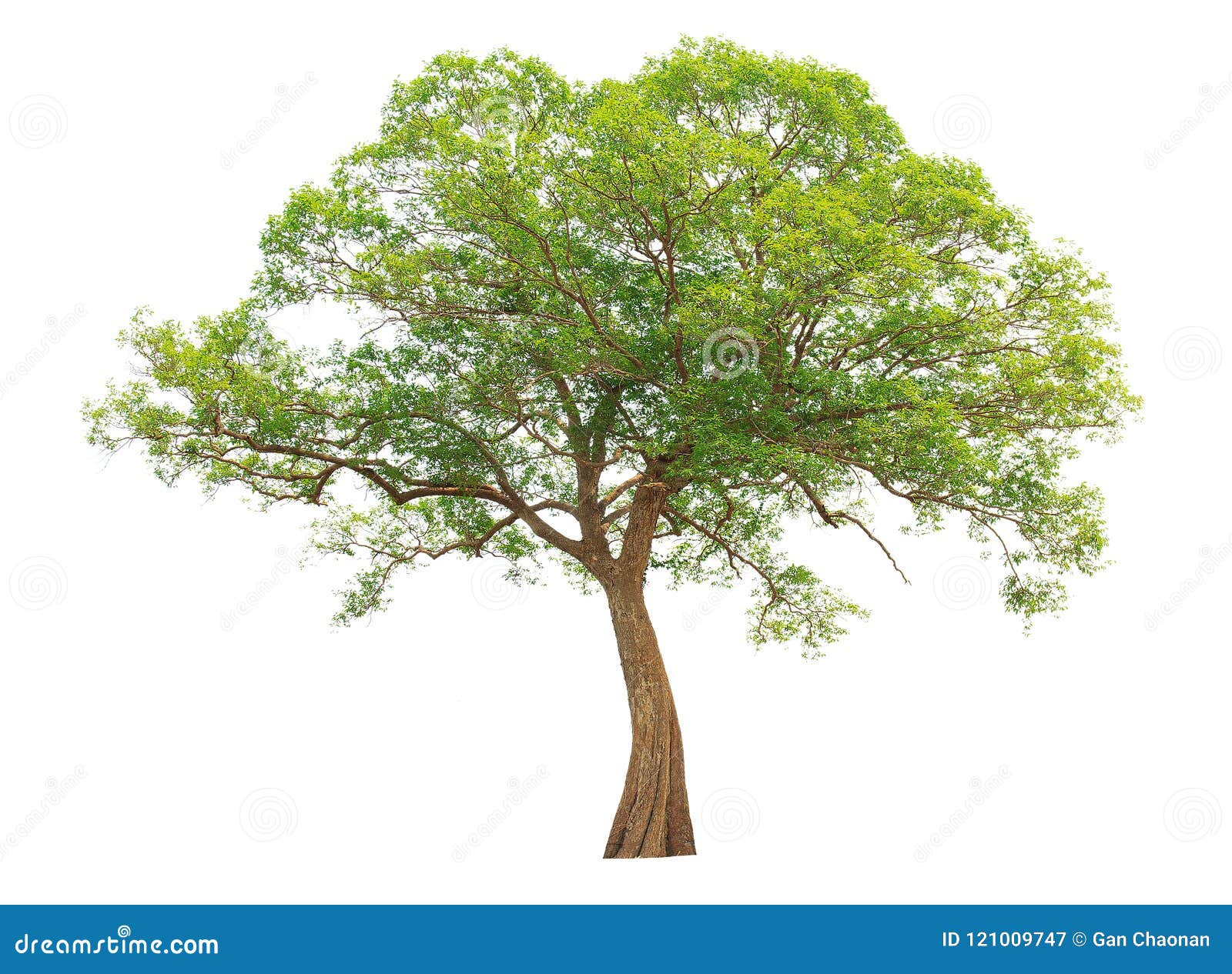 Isolated Big Tree on White Background. Stock Image - Image of greenery ...