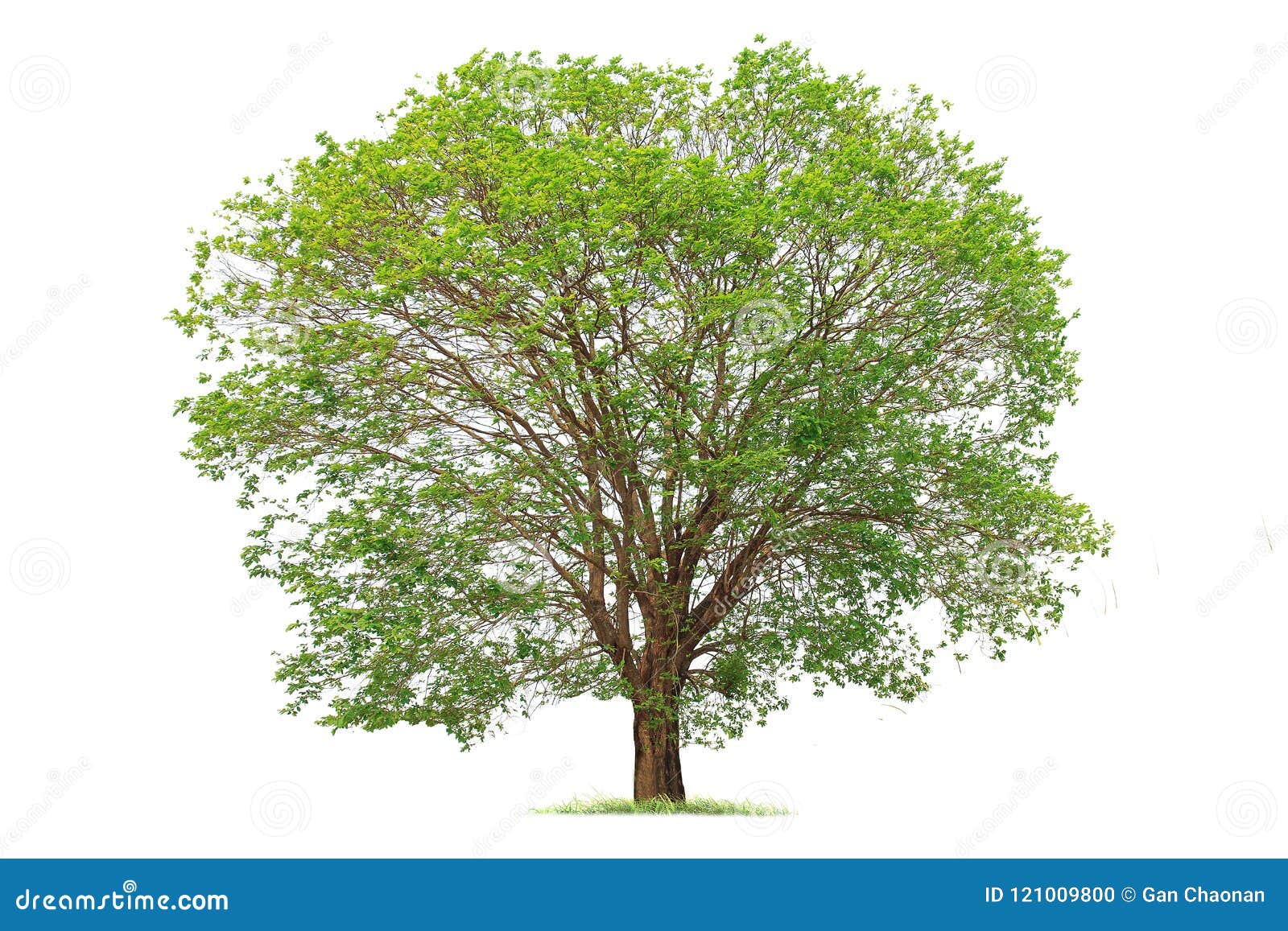 Isolated Big Tree on White Background. Stock Photo - Image of forest ...