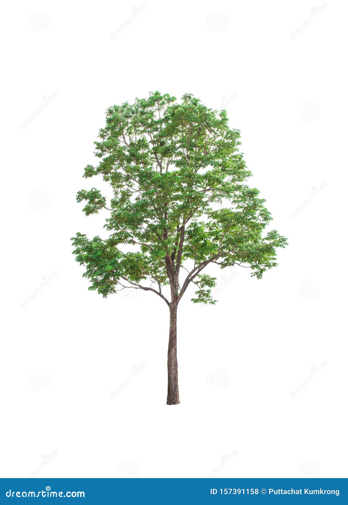 Isolated Big Tree on White Background. Stock Photo - Image of jungle ...