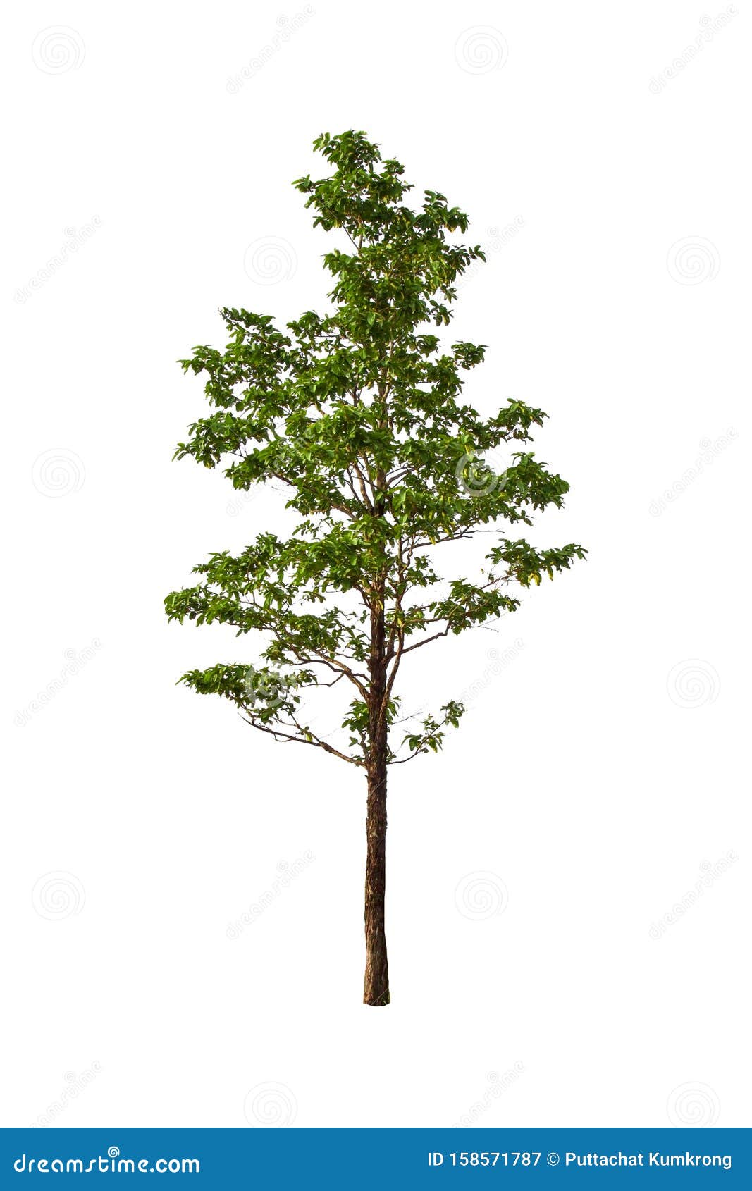 Isolated Big Tree on White Background. Stock Image - Image of ...