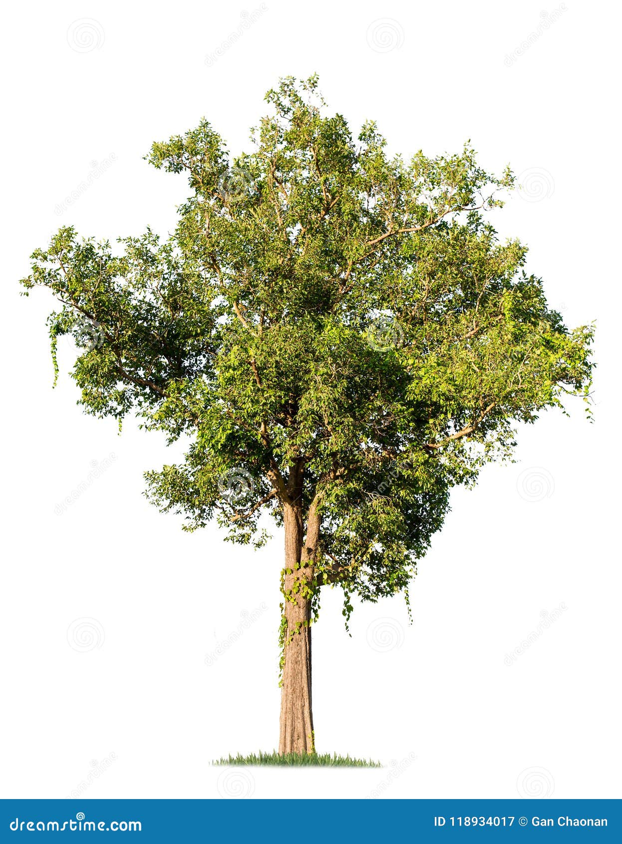 Isolated Big Tree on White Background Stock Image - Image of botanical ...