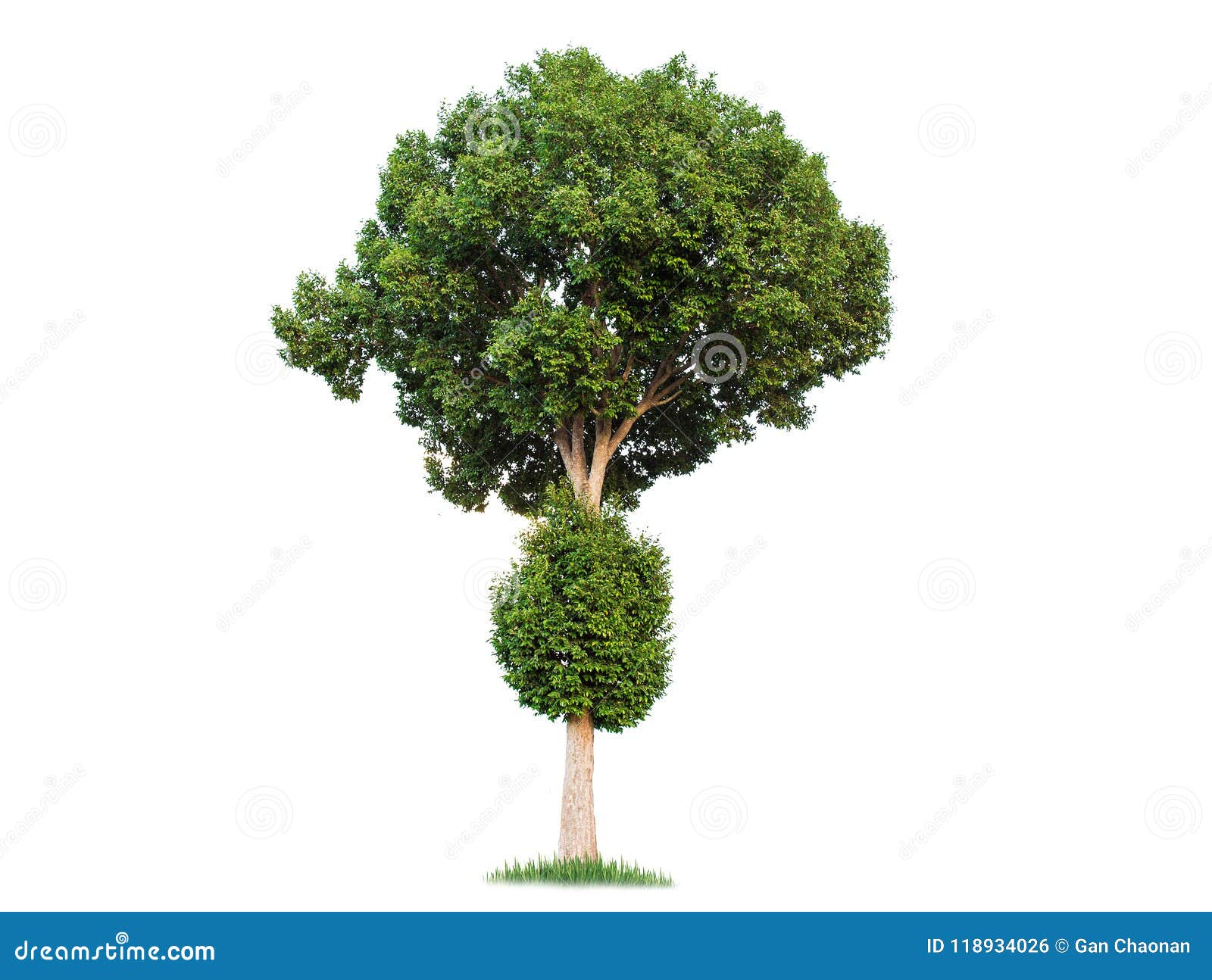 Isolated Big Tree on White Background Stock Photo - Image of green ...