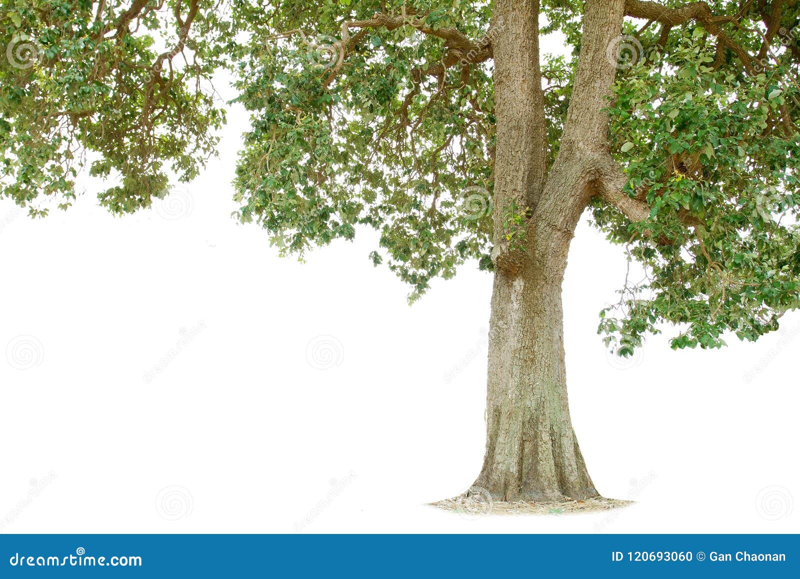 Isolated Big Tree on White Background. Stock Photo - Image of ...