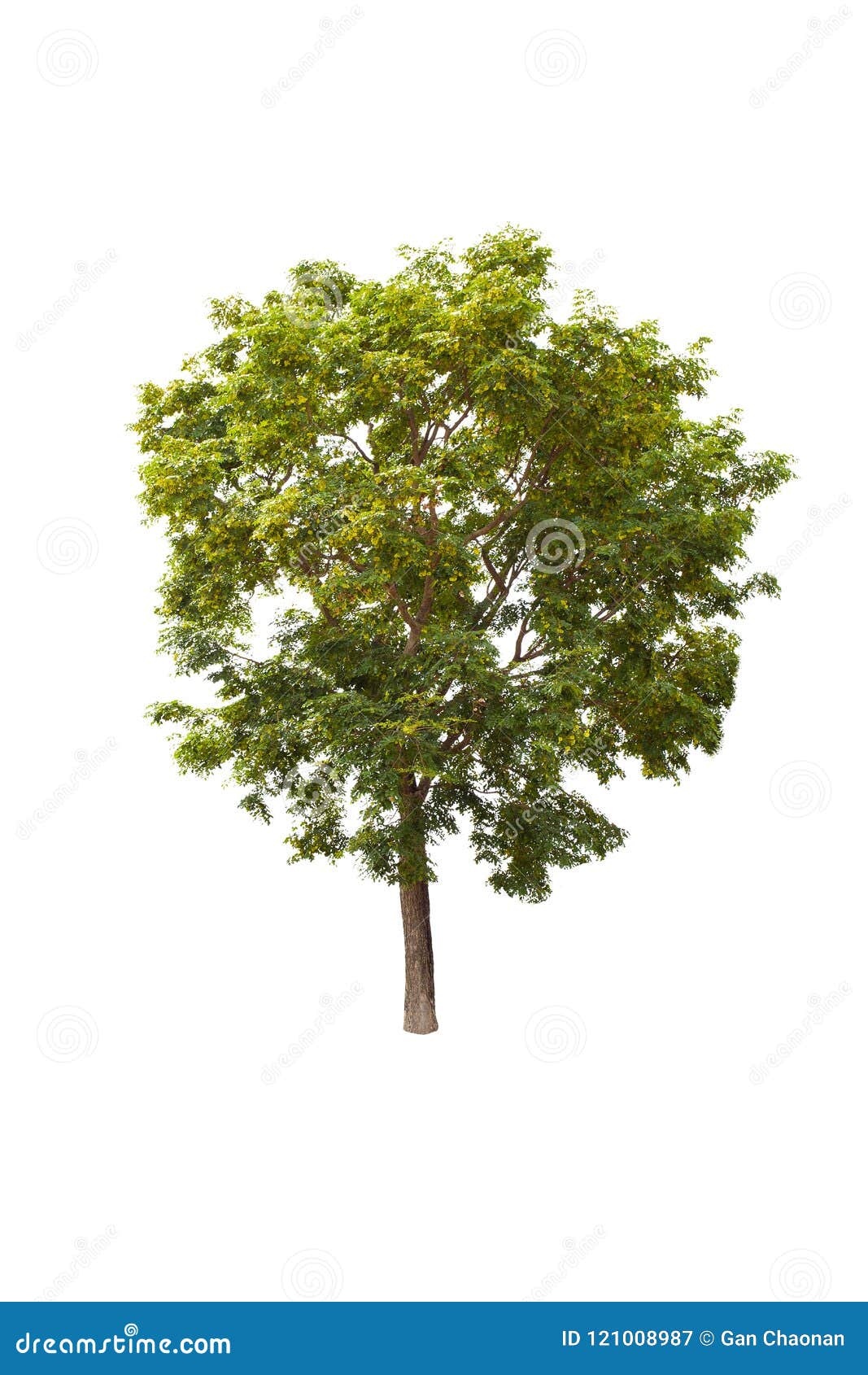 Isolated Big Tree on White Background. Stock Image - Image of growth ...